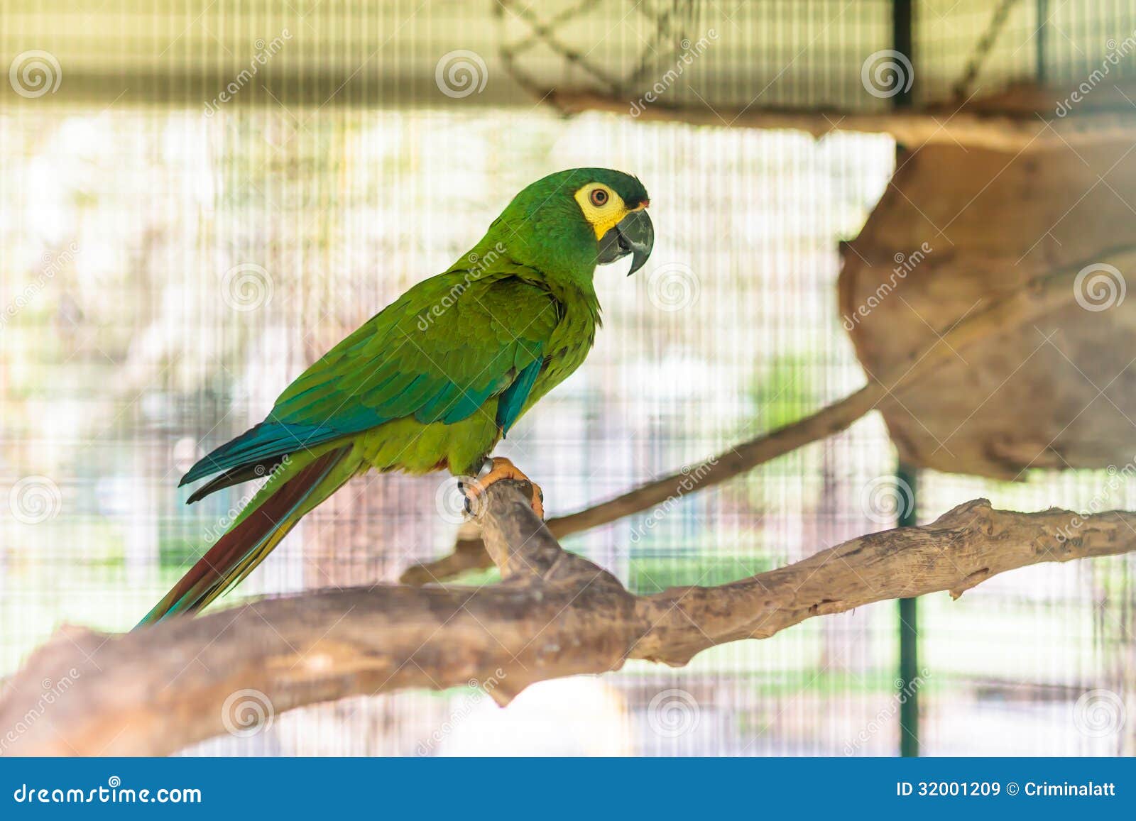 Arara verde imagem de stock. Imagem de nave, filial, vara - 32001209