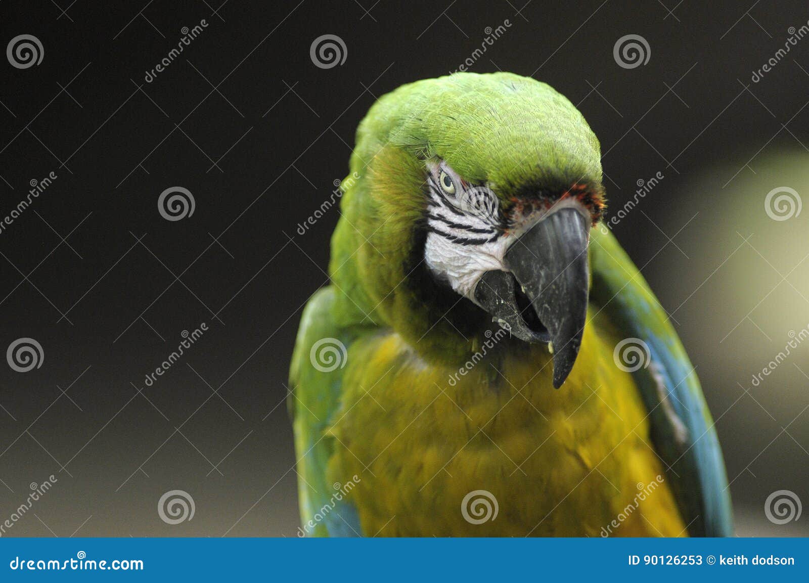 Arara Verde E Amarela Dominicana Arara Azul Imaterial Artesanato