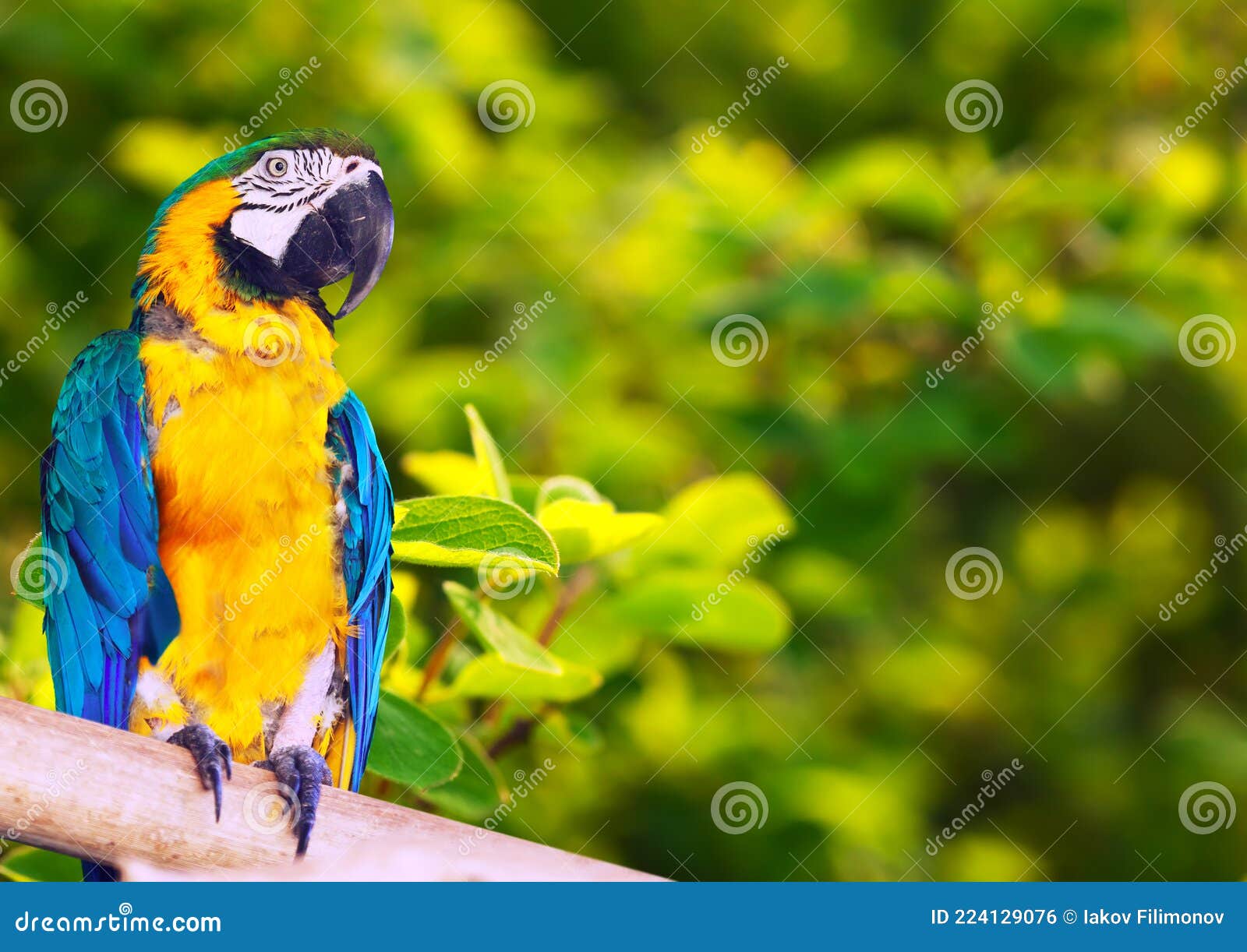 Arara Verde Na área Florestal Foto de Stock - Imagem de macho, nave ...