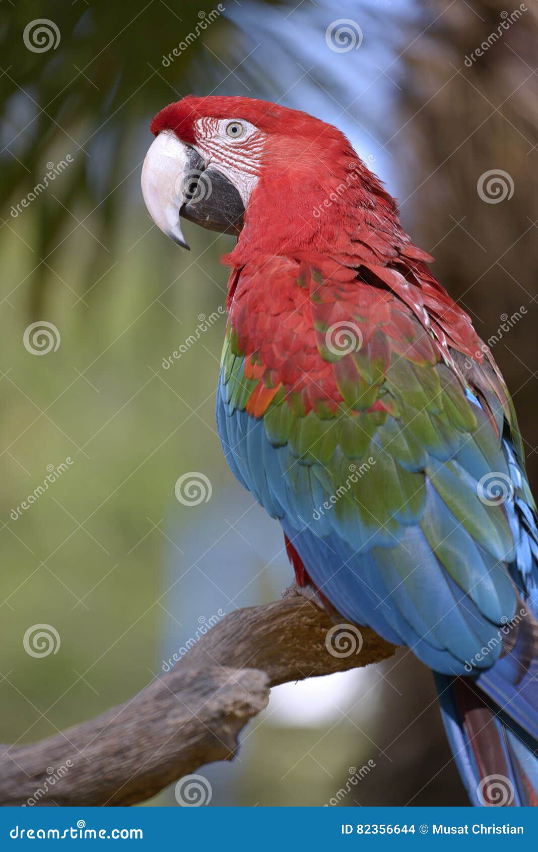 Arara verde-voada close up foto de stock. Imagem de detalhe - 82356644