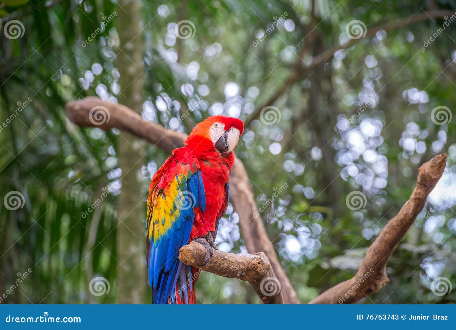 A Arara Vermelha, Azul E Amarela Em Brasil Imagem de Stock - Imagem de ...
