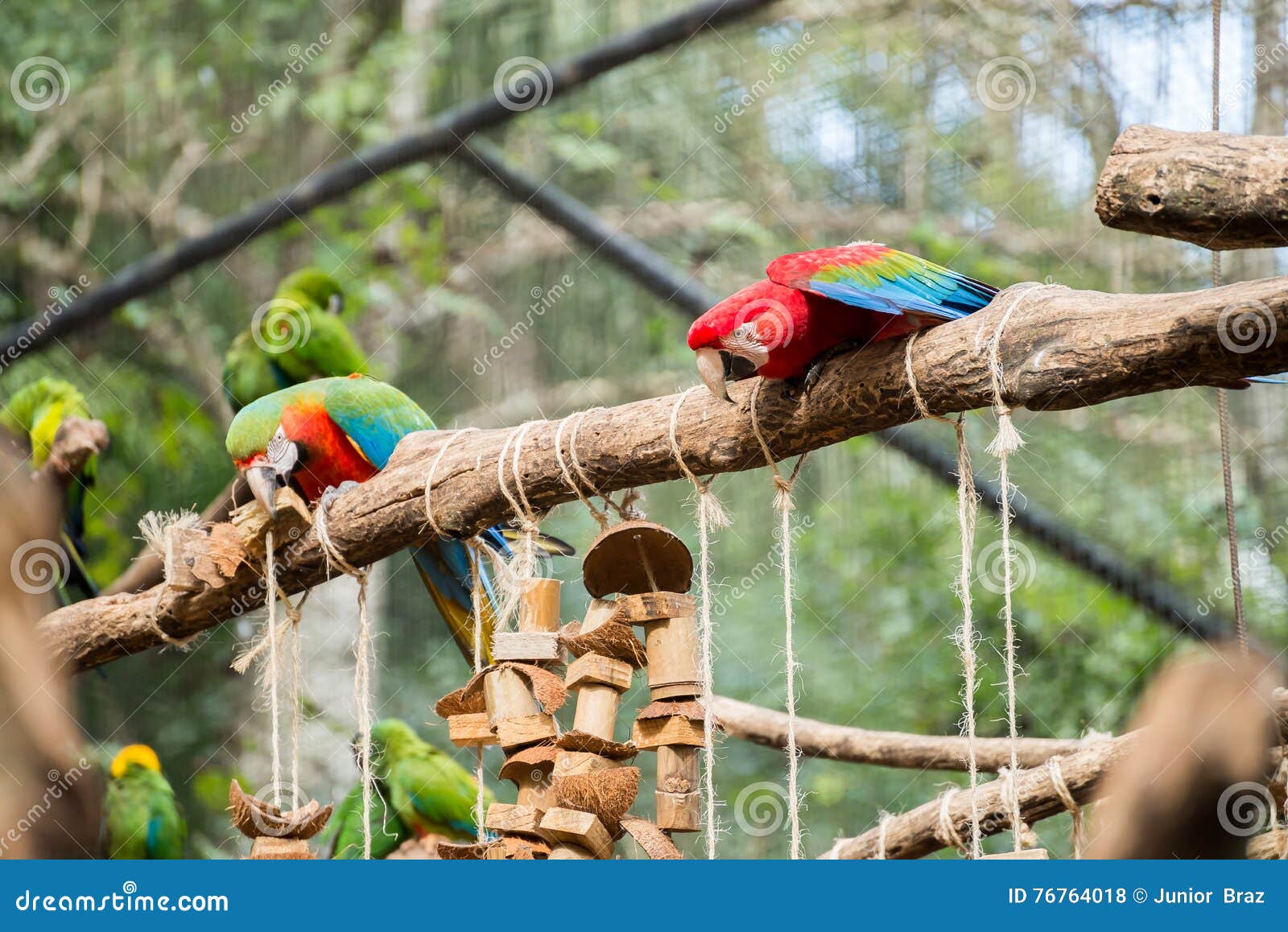 A Arara Vermelha, Azul E Amarela Em Brasil Foto de Stock - Imagem de ...