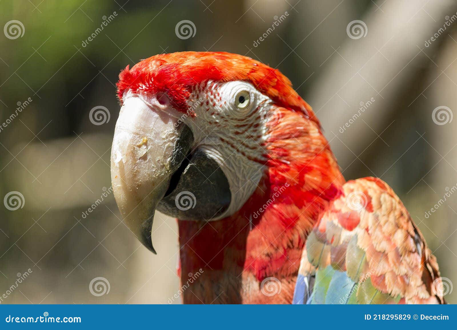 Arara Vermelha Do Brasil. Arara Brasileira. Imagem de Stock - Imagem de ...