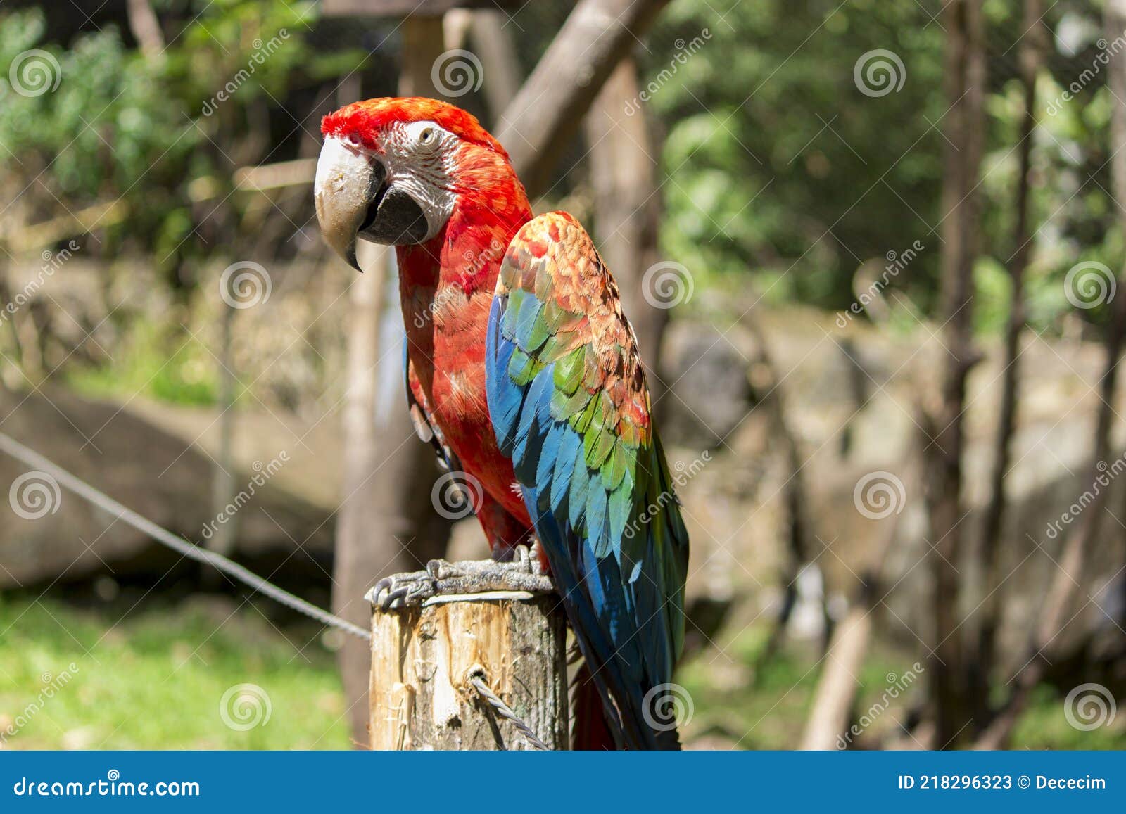 Arara Vermelha Do Brasil. Arara Brasileira. Imagem de Stock - Imagem de ...