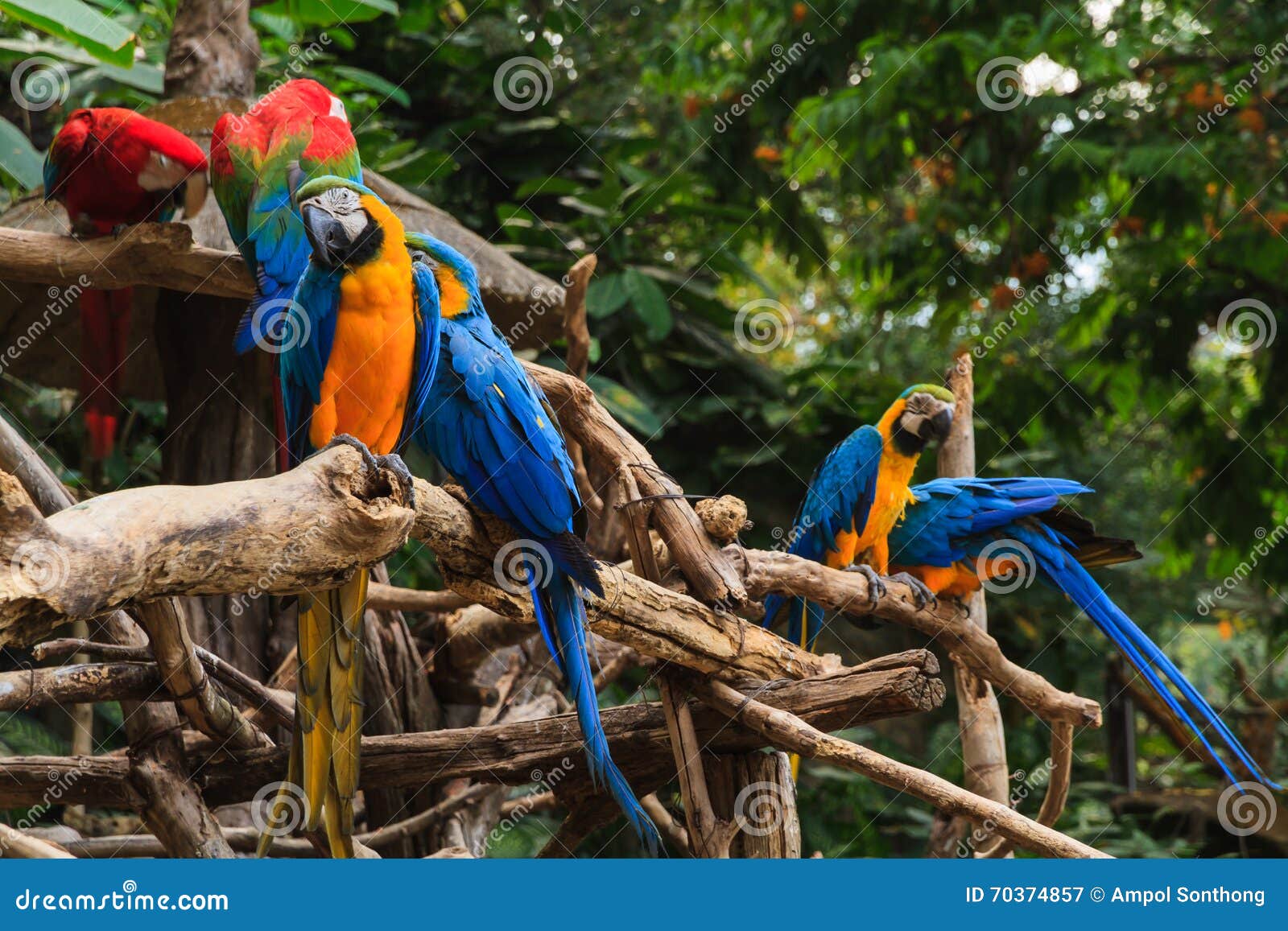 Arara Vermelha E Azul Colorida Imagem de Stock - Imagem de brilhante ...