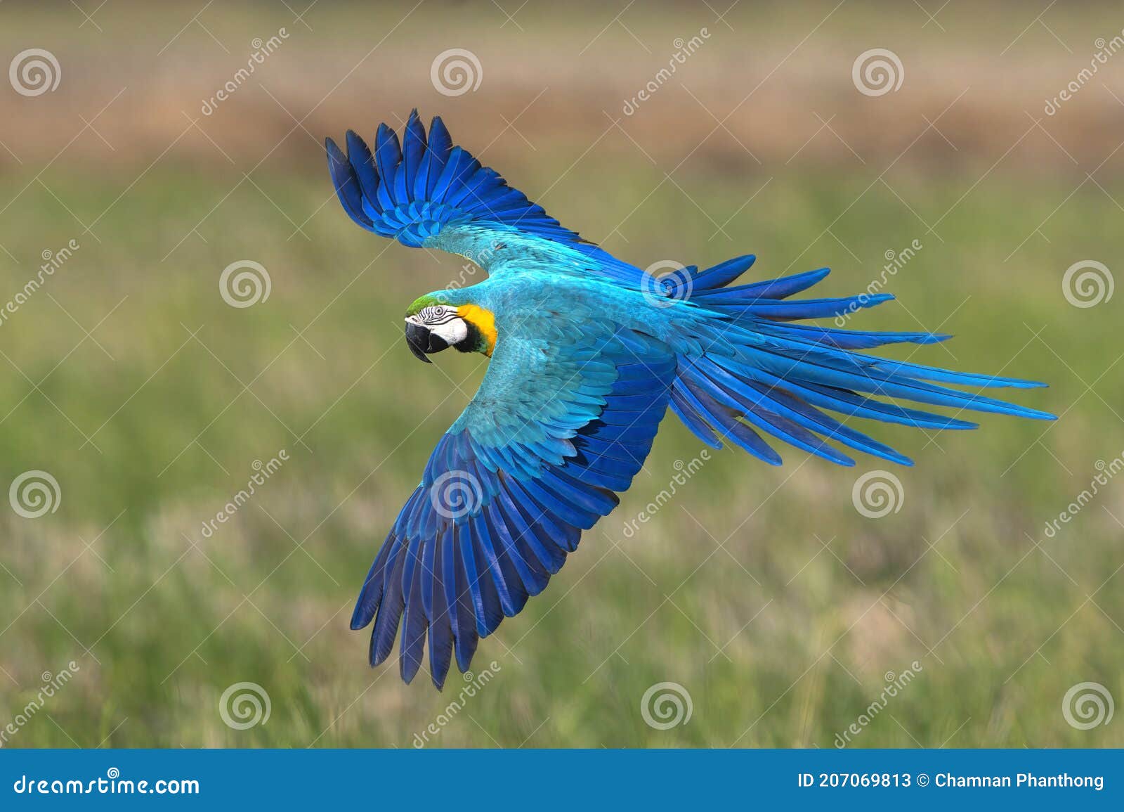 Arara Voando Sobre Fundo Verde Imagem de Stock - Imagem de bonito ...