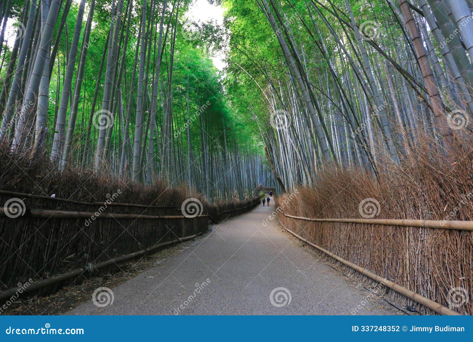 Arashiyama Bamboo Forest, Kyoto Japan Editorial Photography - Image of ...