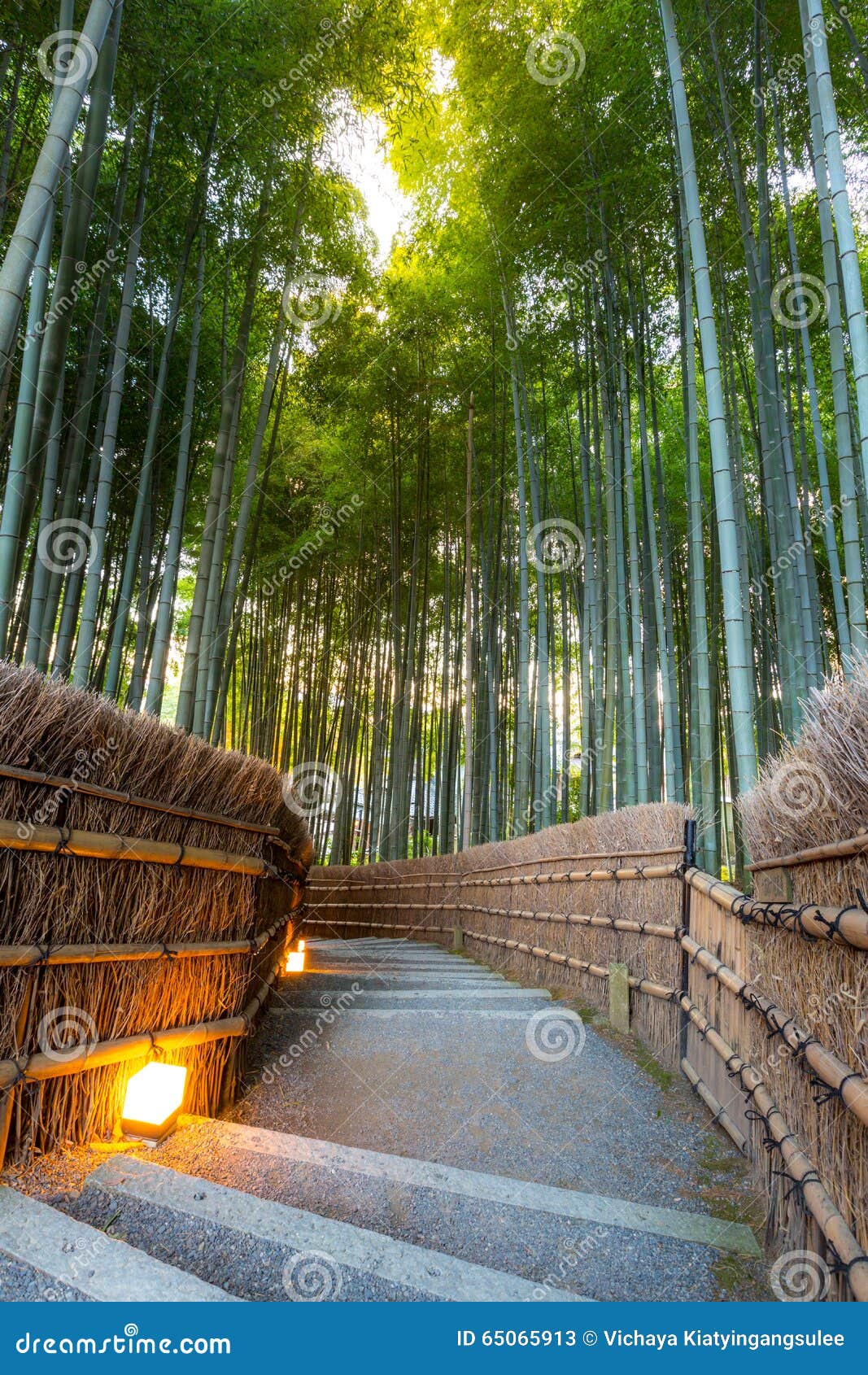 Arashiyama Bamboo Forest Plantion Grove, Kyoto, Japan Stock Photography ...
