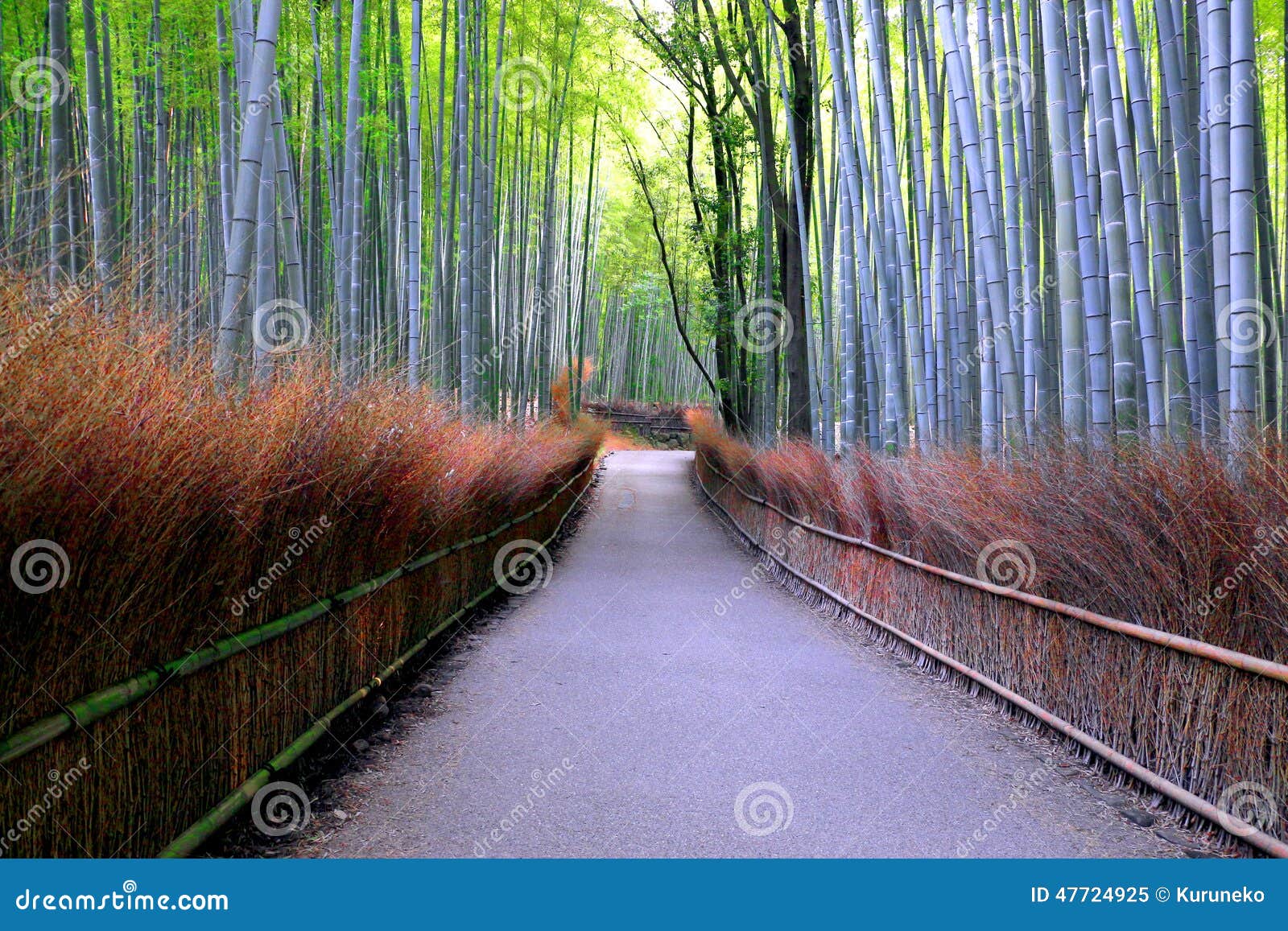 Arashiyama Bamboo Path, Japan Stock Image - Image of jungle, green ...