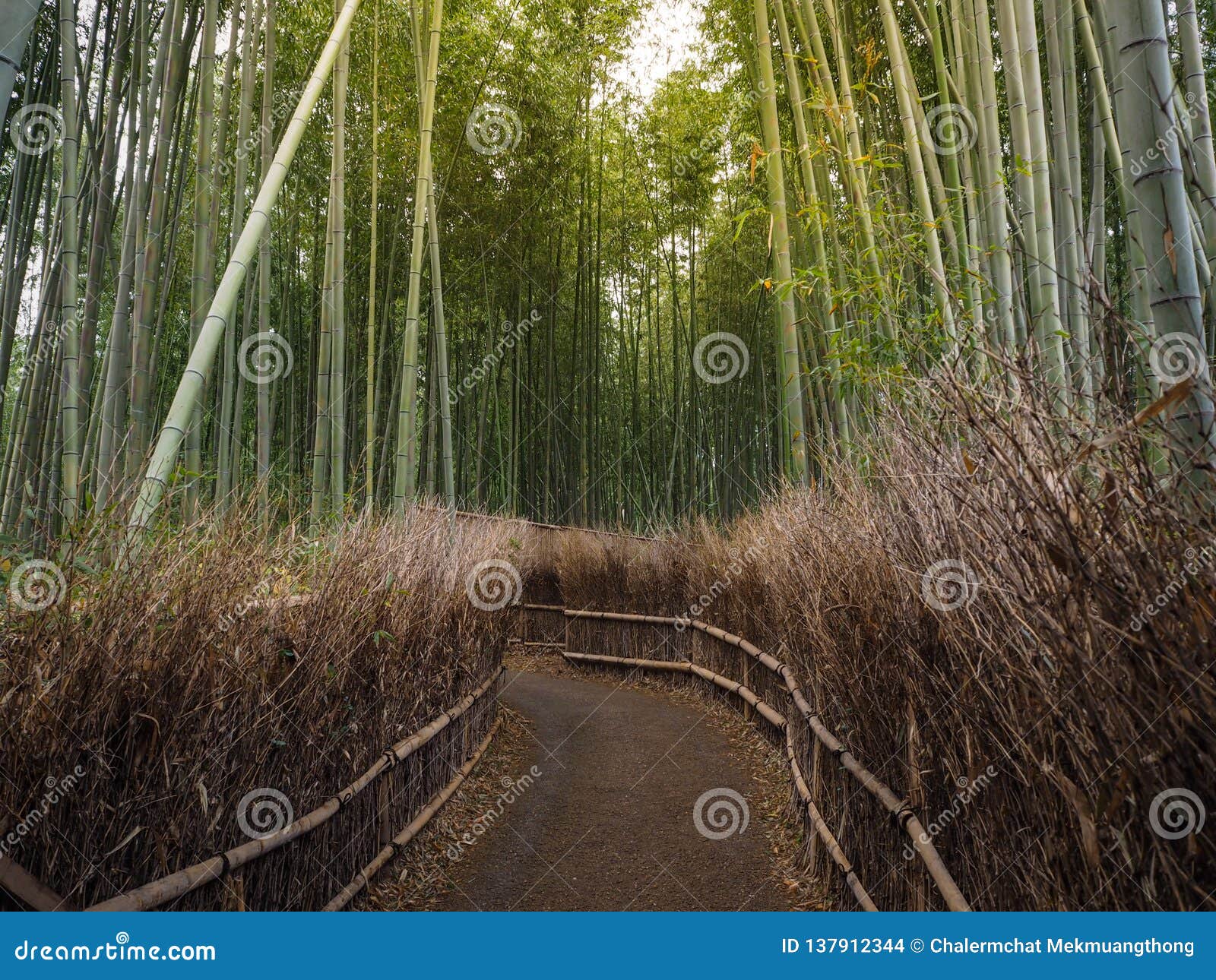 Arashiyama, Beautiful Bamboo Grove Stock Photo - Image of high, green ...