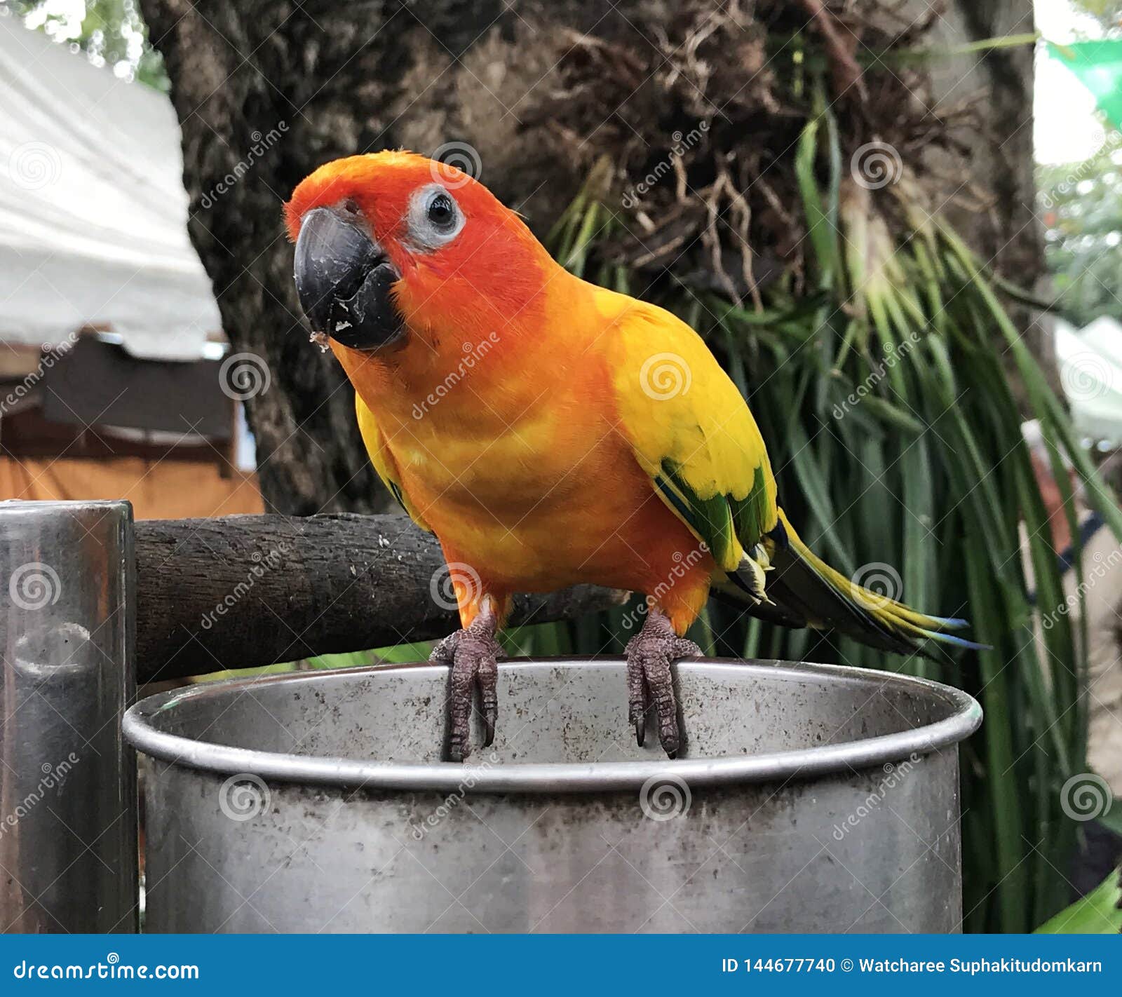 Aratinga Conures or Aratinga Solstitialis or Sun Parakeet. Stock Photo ...