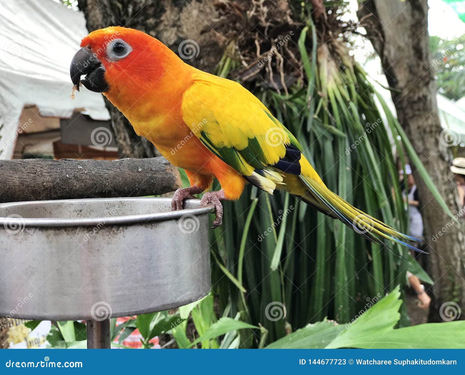 Aratinga Conures or Aratinga Solstitialis or Sun Parakeet. Stock Image ...