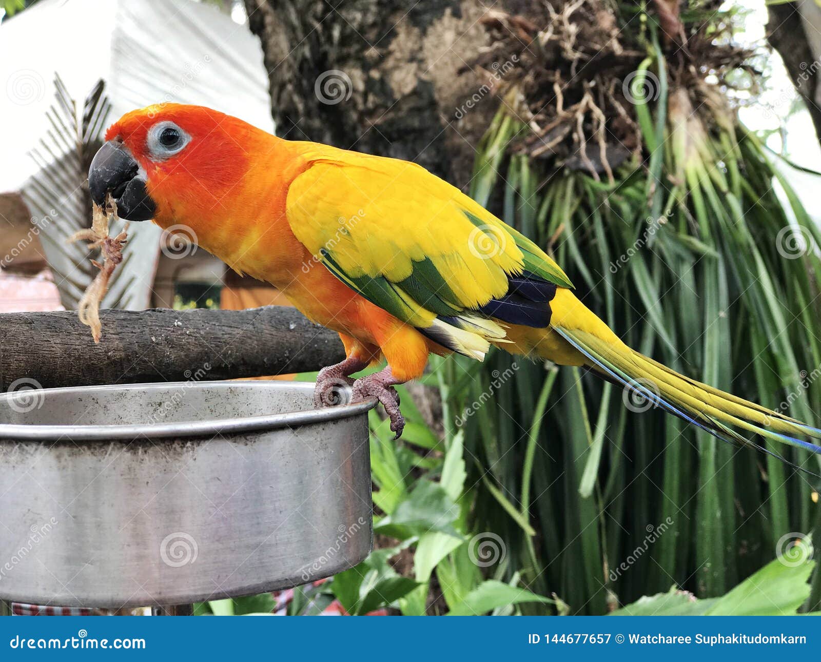 Aratinga Conures or Aratinga Solstitialis or Sun Parakeet. Stock Image ...