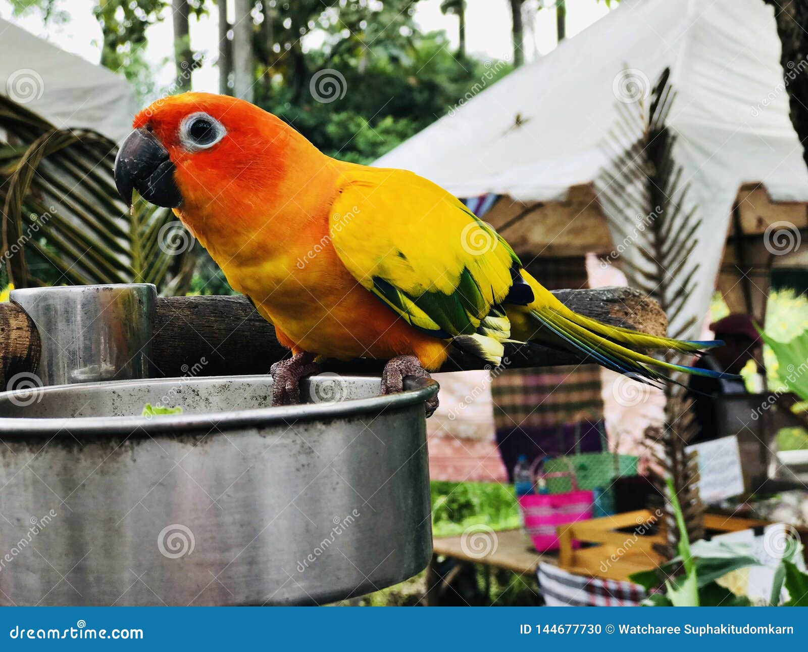 Aratinga Conures or Aratinga Solstitialis or Sun Parakeet. Stock Photo ...