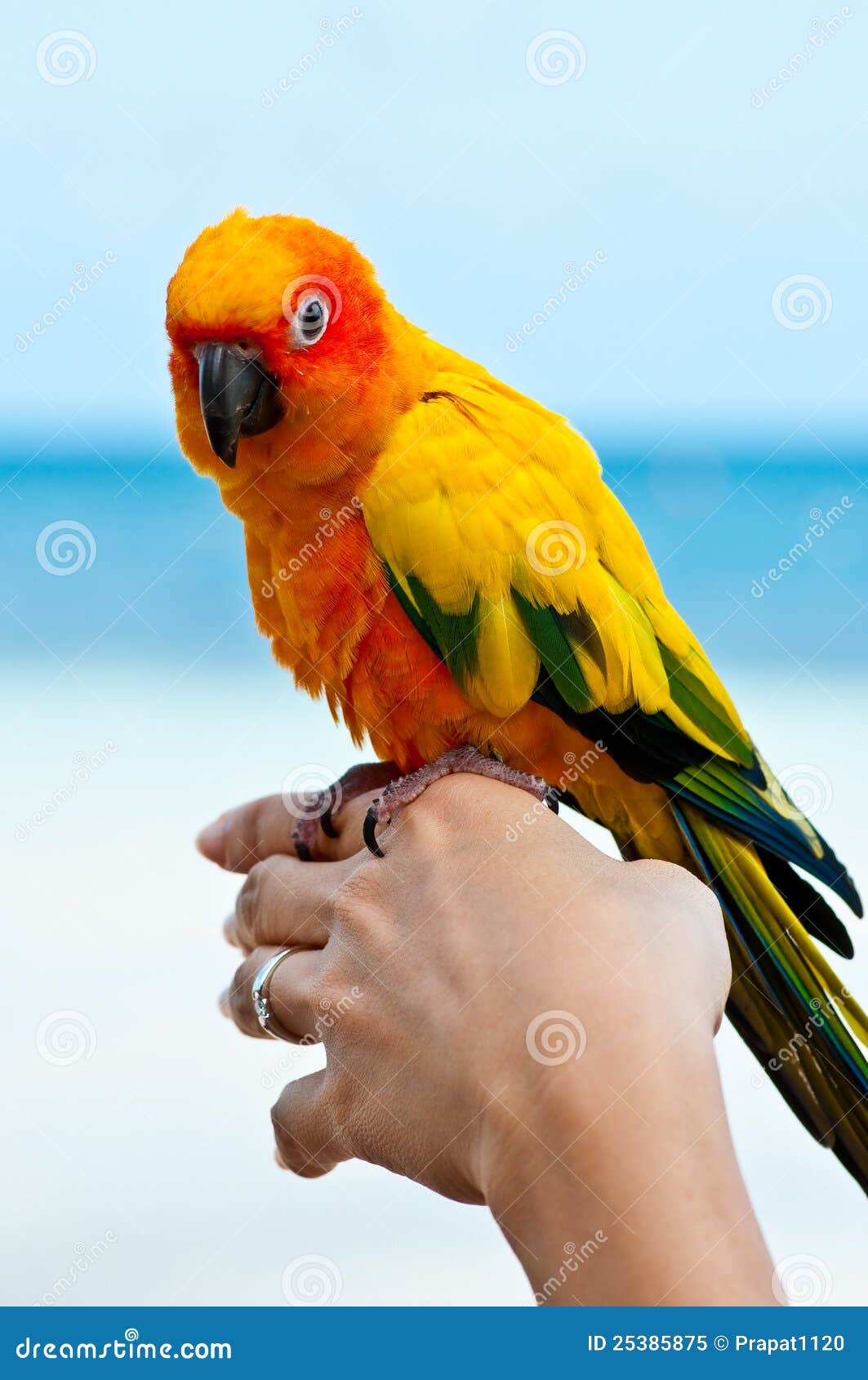 Aratinga Solstitialis Bird. Stock Image - Image of avian, orange: 25385875