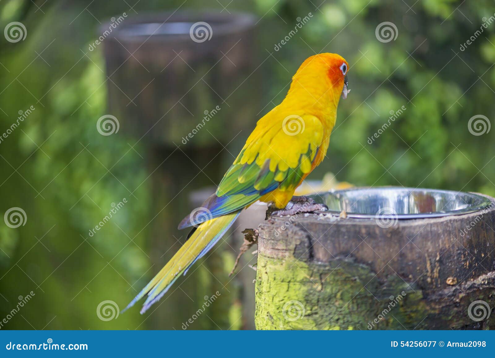 Aratinga solstitialis stock image. Image of creature - 54256077