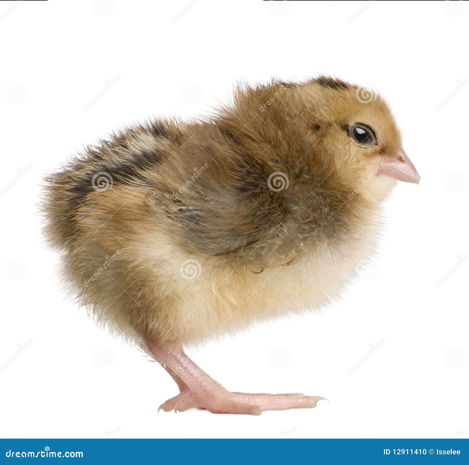 Rumpless Chicken Stock Photos - Free & Royalty-Free Stock Photos from ...