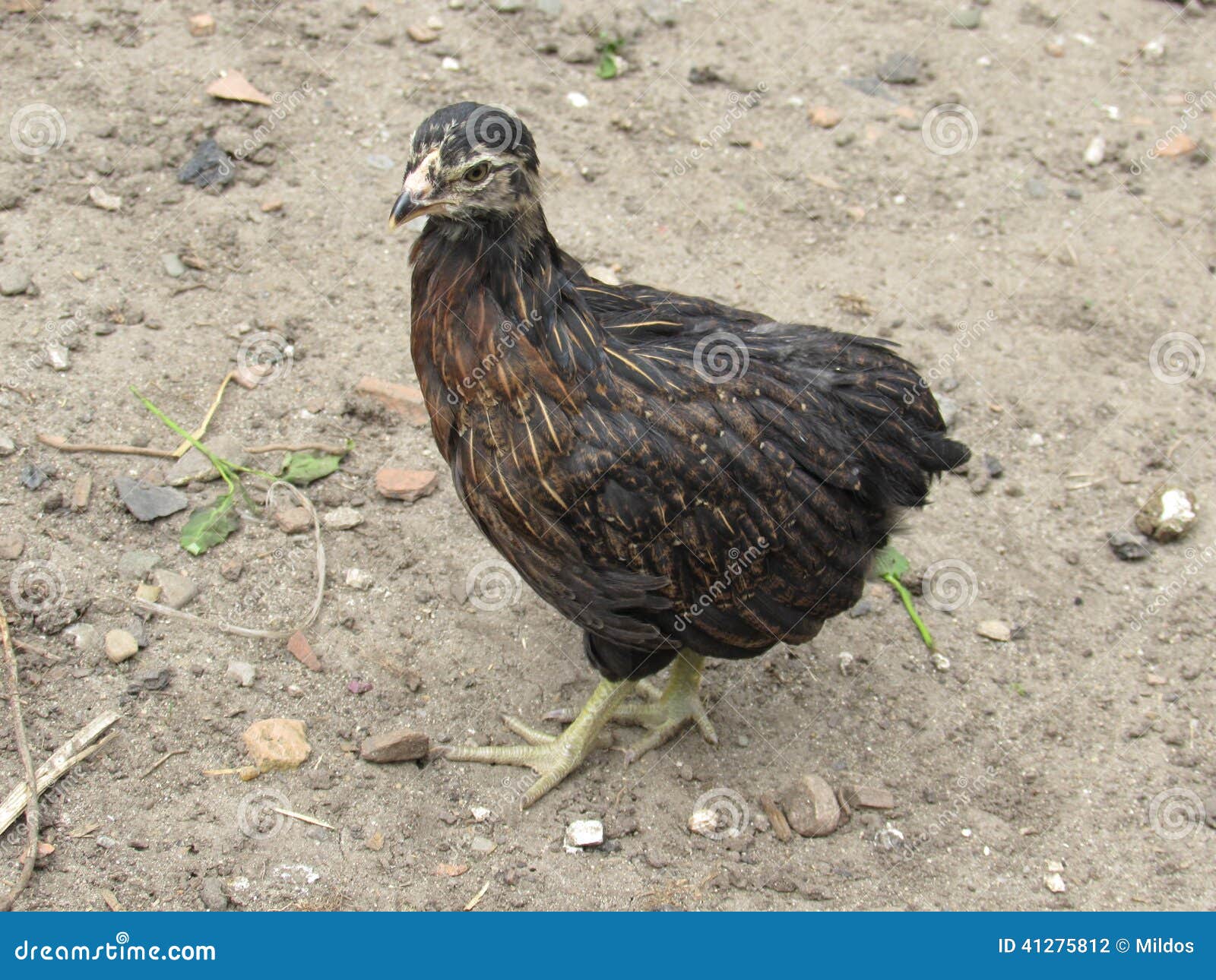 Araucana fotografia stock. Immagine di selvaggio, galline - 41275812