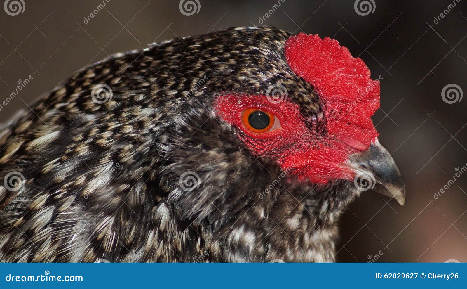 Araucana Black Rooster Chicken Bird Stock Image - Image of beauty ...