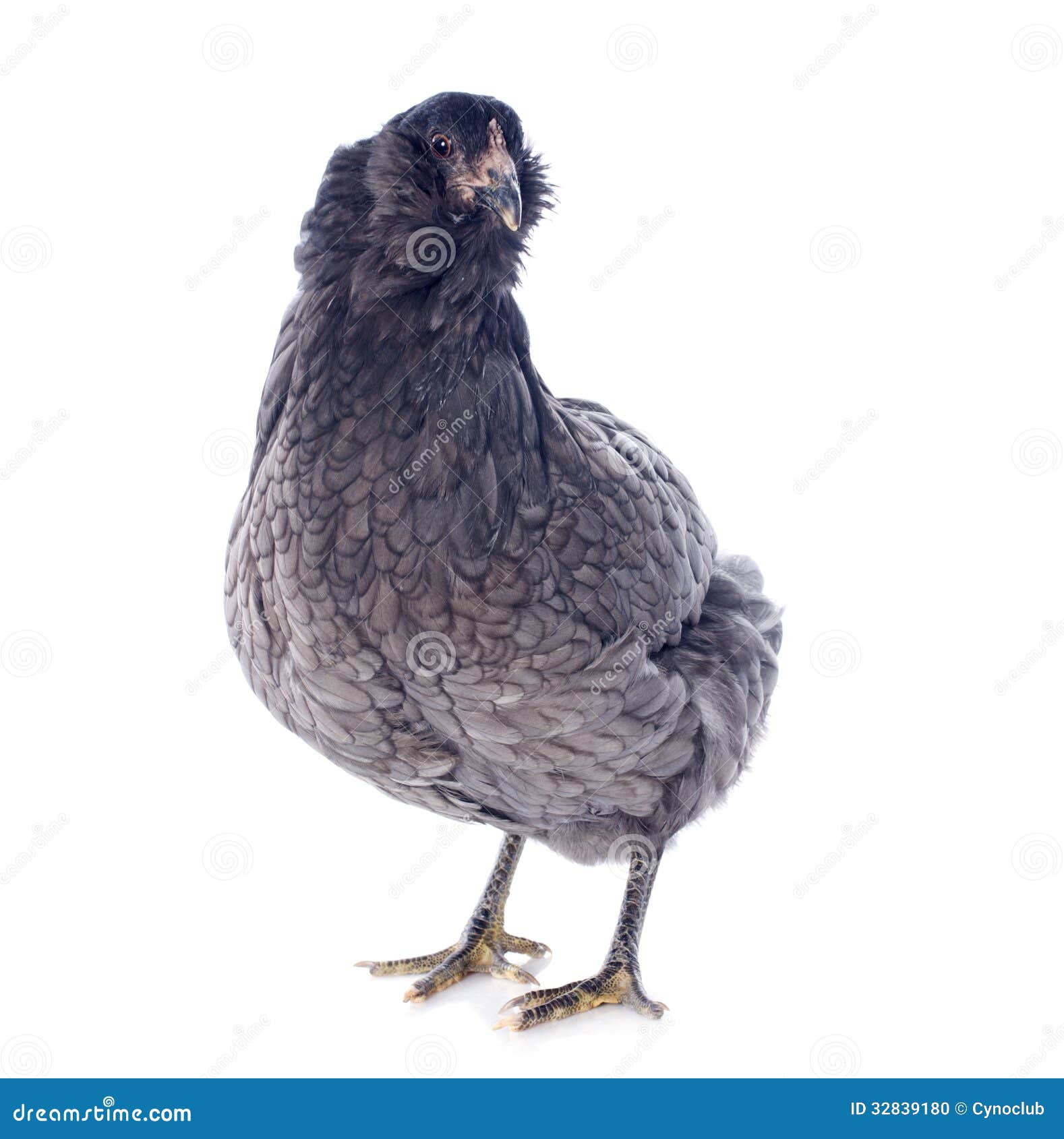 Araucana Hen Black