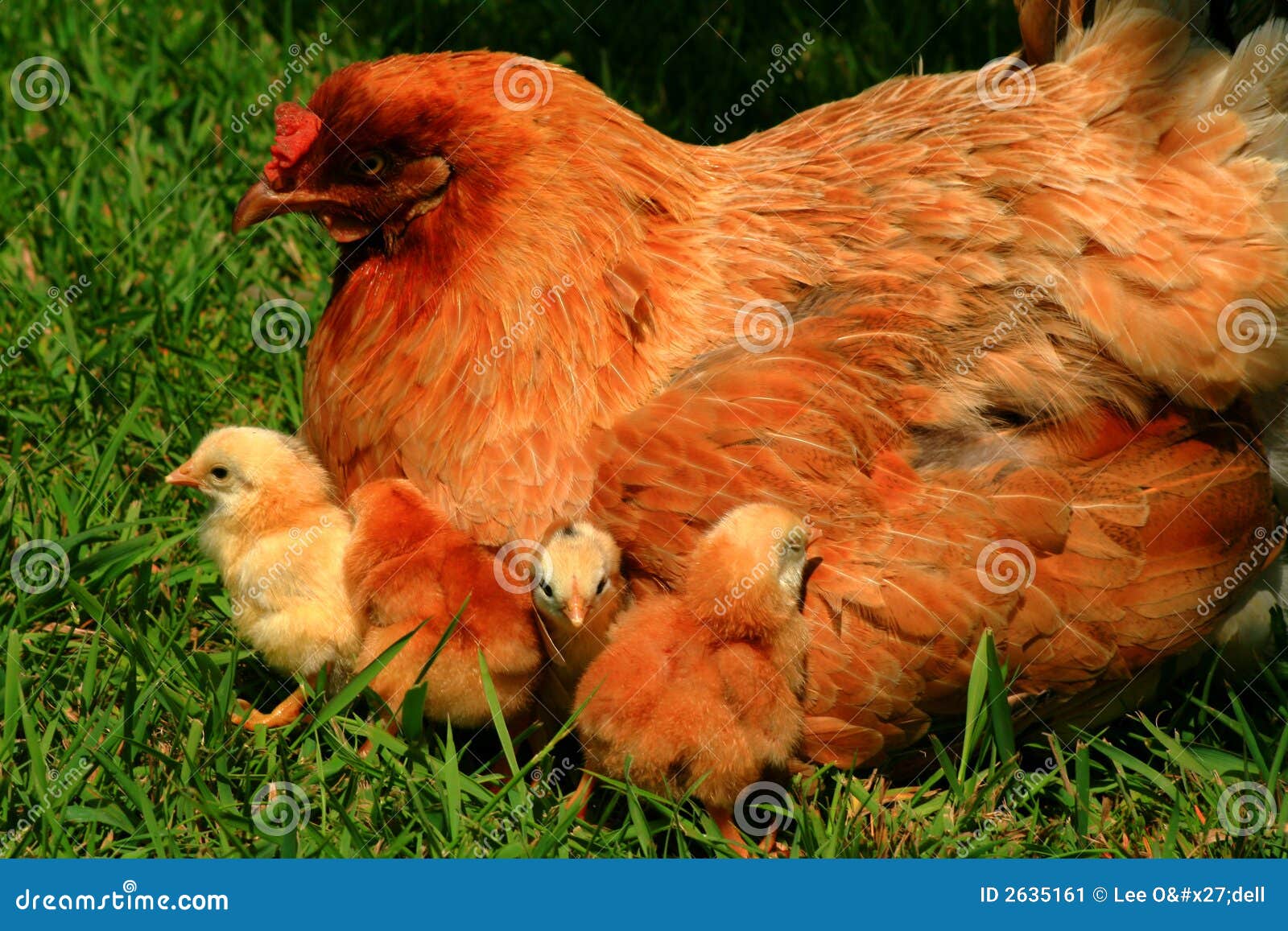 Araucana Hen