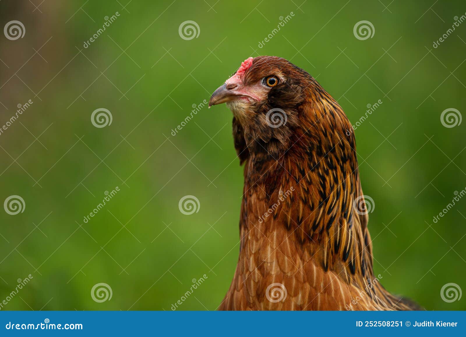 Araucana hen in a meadow stock image. Image of brown - 252508251