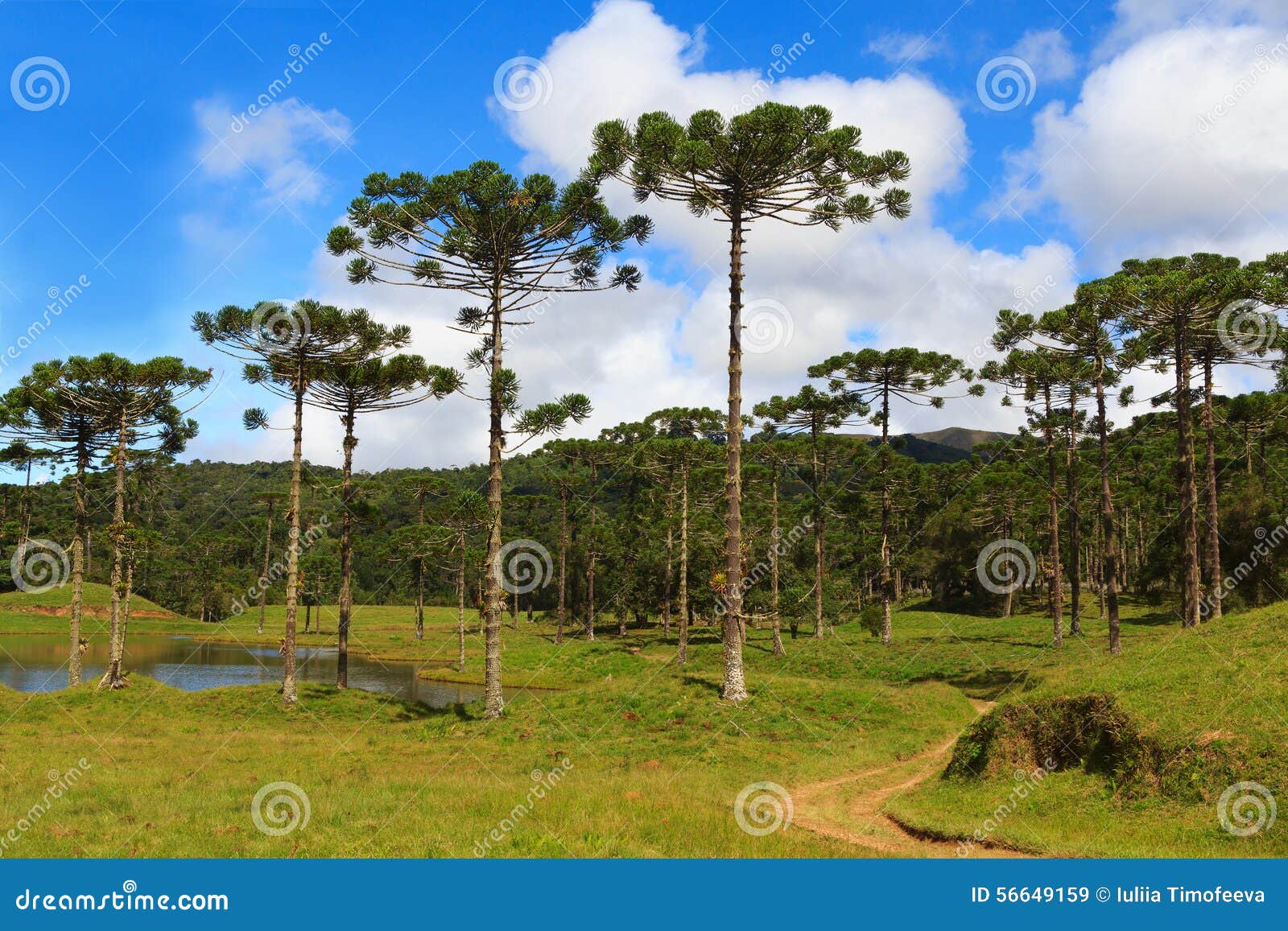 Araucaria Angustifolia ( Brazilian Pine) In Forest Royalty-Free Stock ... Araucaria Angustifolia ( Brazilian Pine) In Forest Royalty-Free Stock ...