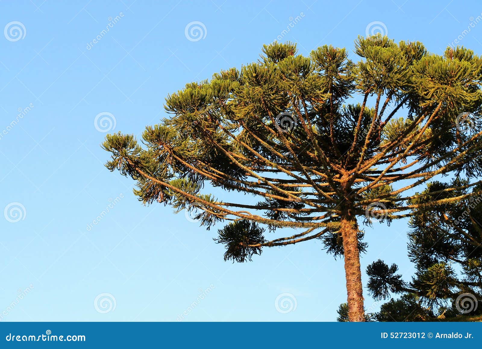 Araucaria Angustifolia (Brazilian Pine) Stock Photo - Image of stem ... Araucaria Angustifolia (Brazilian Pine) Stock Photo - Image of stem ...