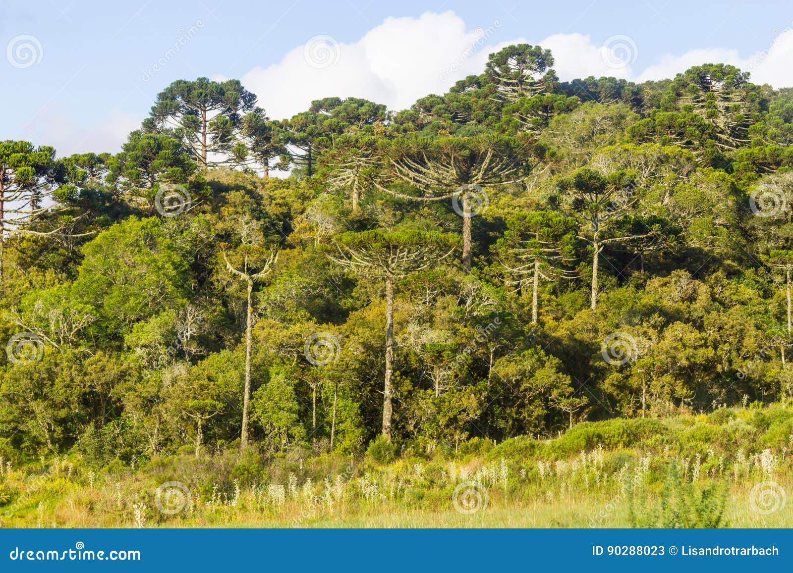 Araucaria Angustifolia ( Brazilian Pine) Forest, Brazil Royalty-Free ... Araucaria Angustifolia ( Brazilian Pine) Forest, Brazil Royalty-Free ...