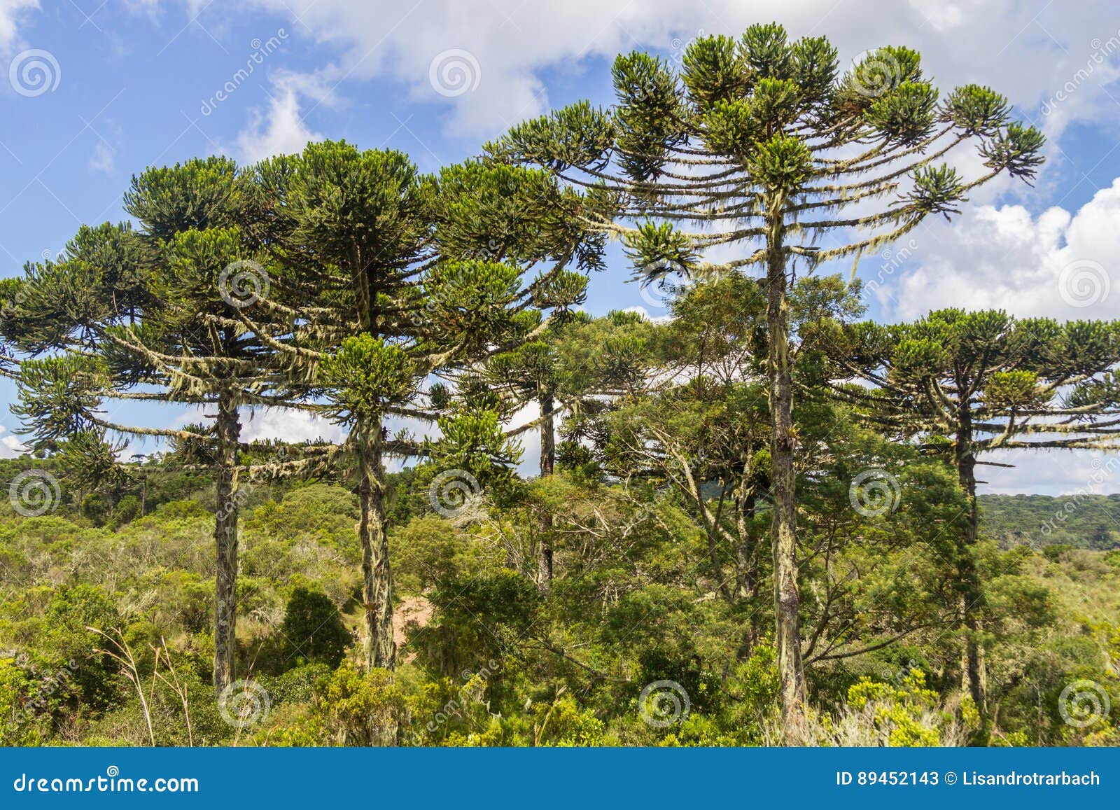 Araucaria Angustifolia ( Brazilian Pine) Forest, Brazil Royalty-Free ... Araucaria Angustifolia ( Brazilian Pine) Forest, Brazil Royalty-Free ...