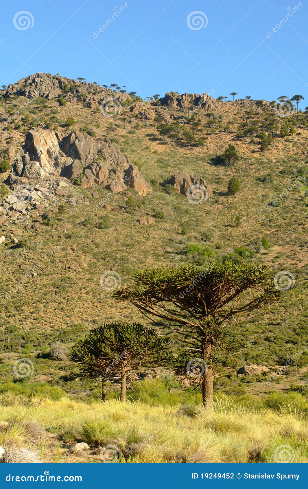 Araucaria Araucana - Monkey Puzzle Tree. Named Monkey Tail Tree ...