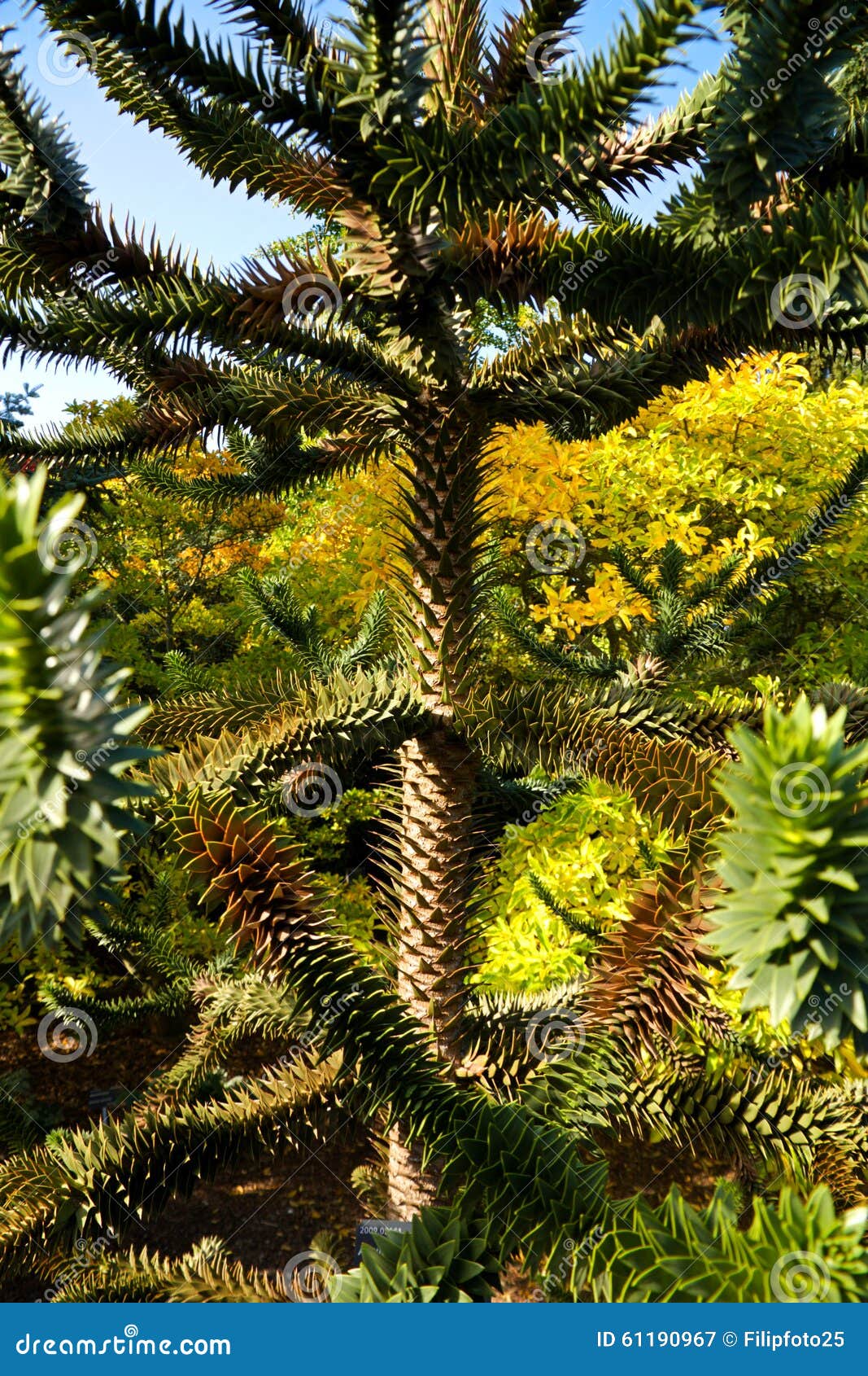 Araucaria araucana stock image. Image of araucaria, grow - 61190967