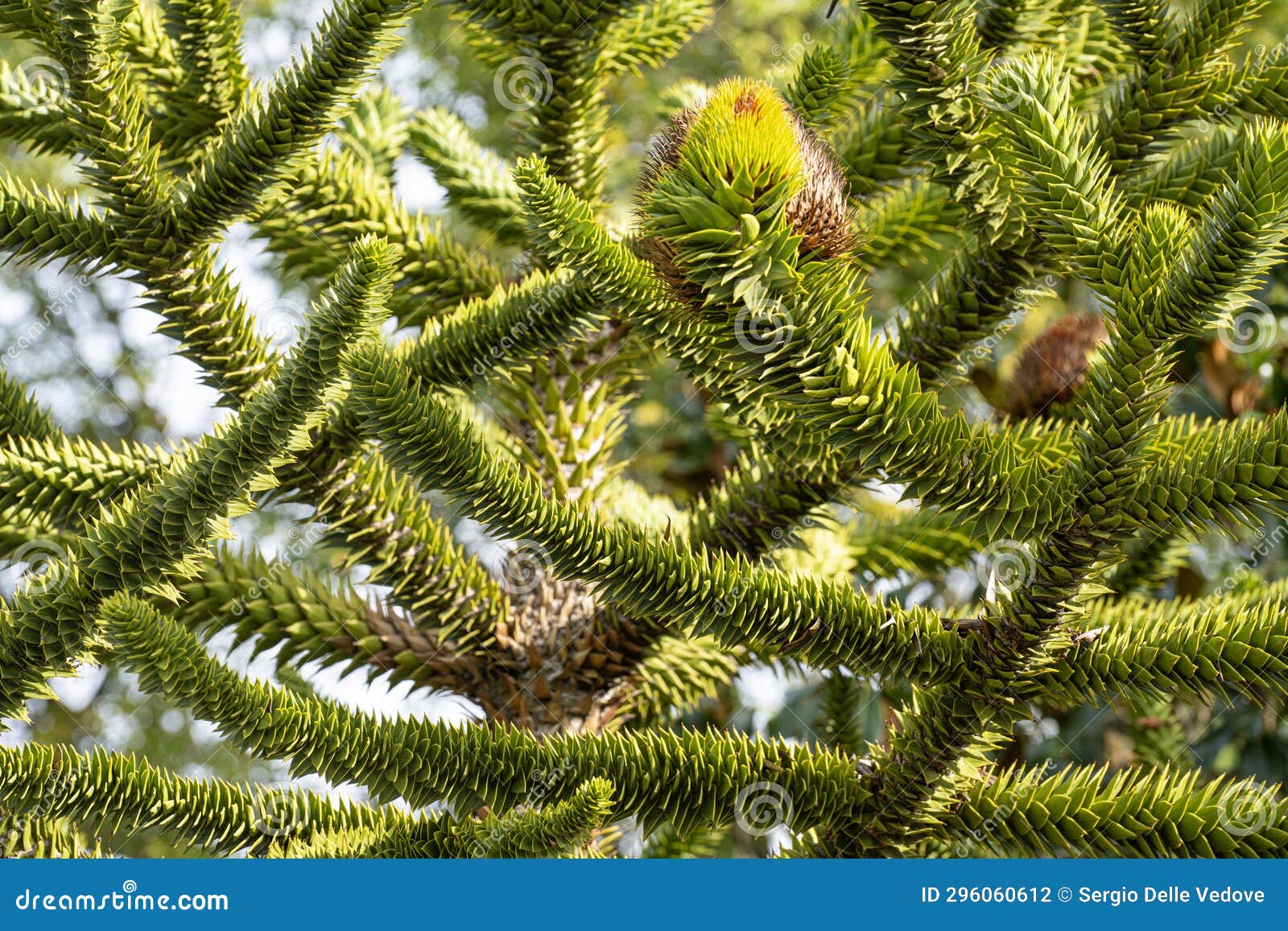 Araucaria araucana tree stock photo. Image of organic - 296060612