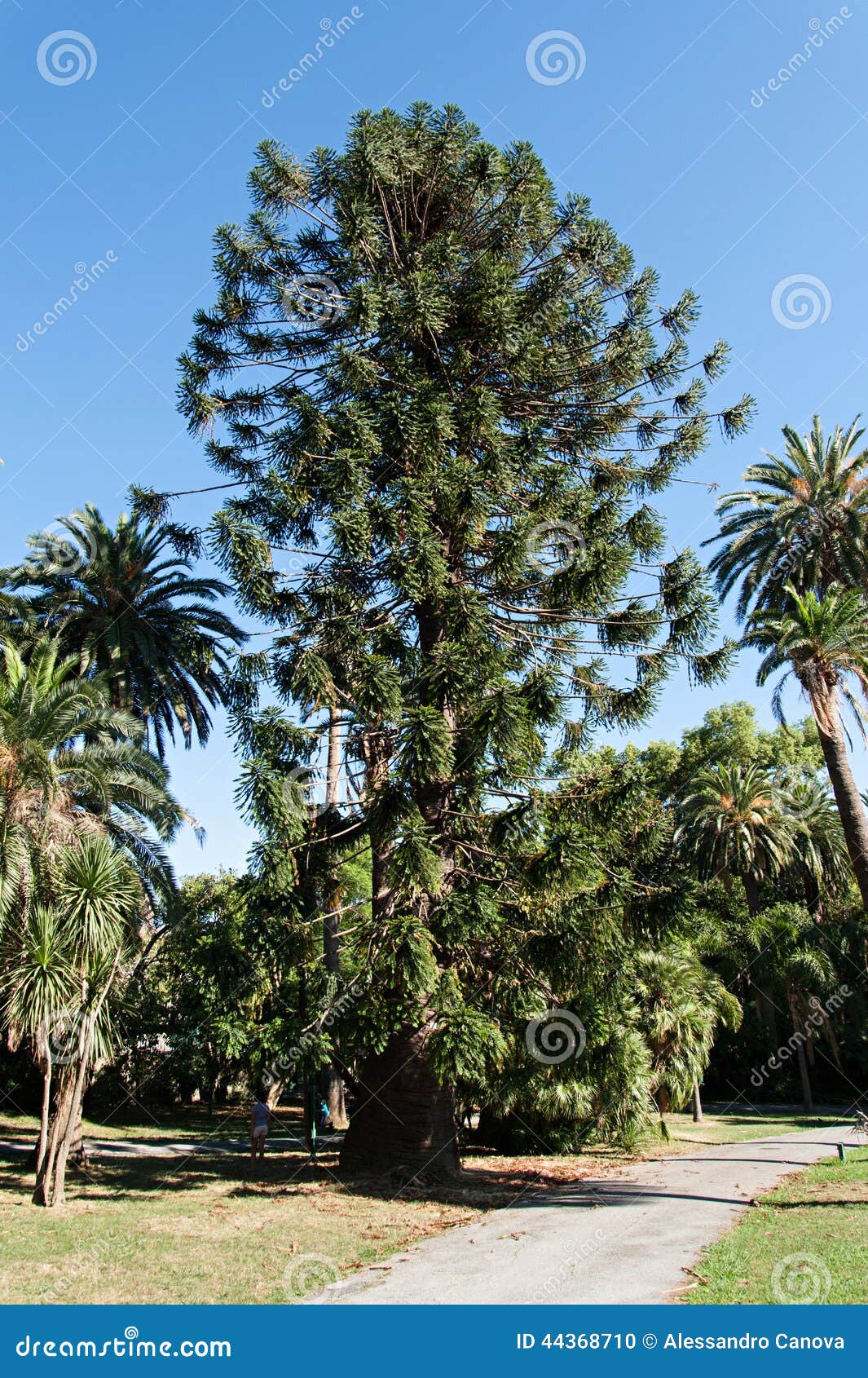 Araucaria Araucana Tree Parks Nerves Stock Photo - Image of parks ...