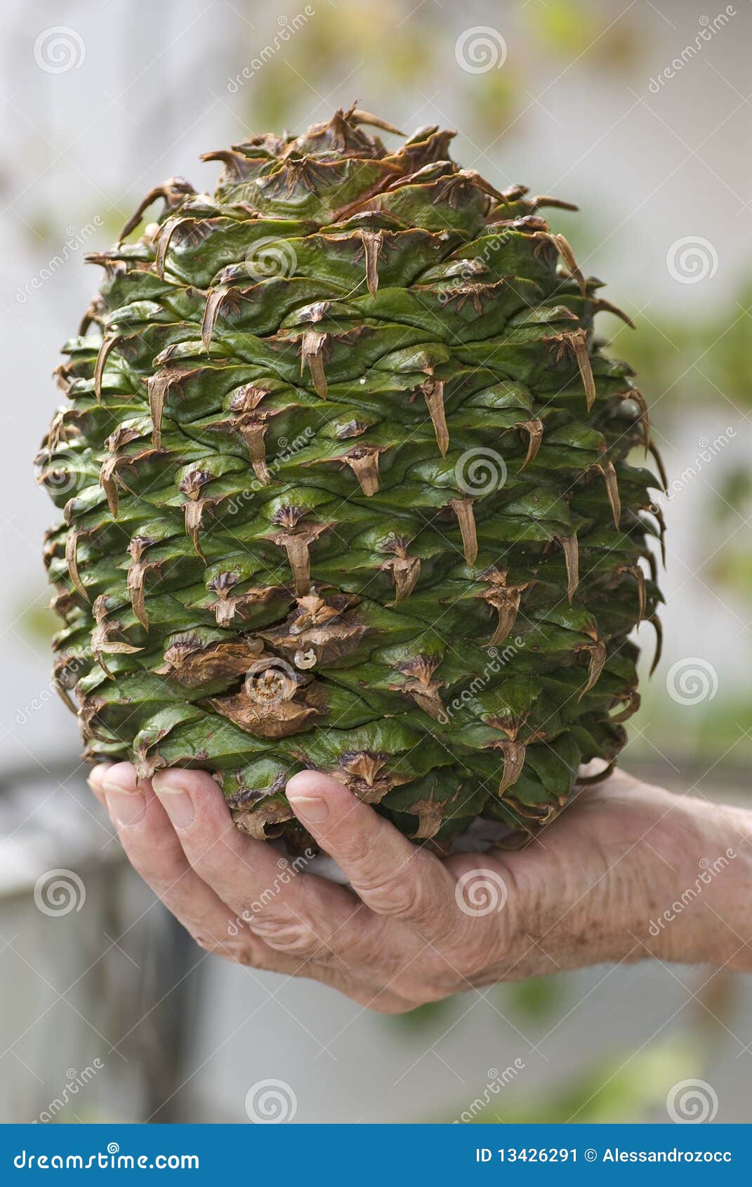 Araucaria bidwillii stock image. Image of fruit, foliage - 13426291