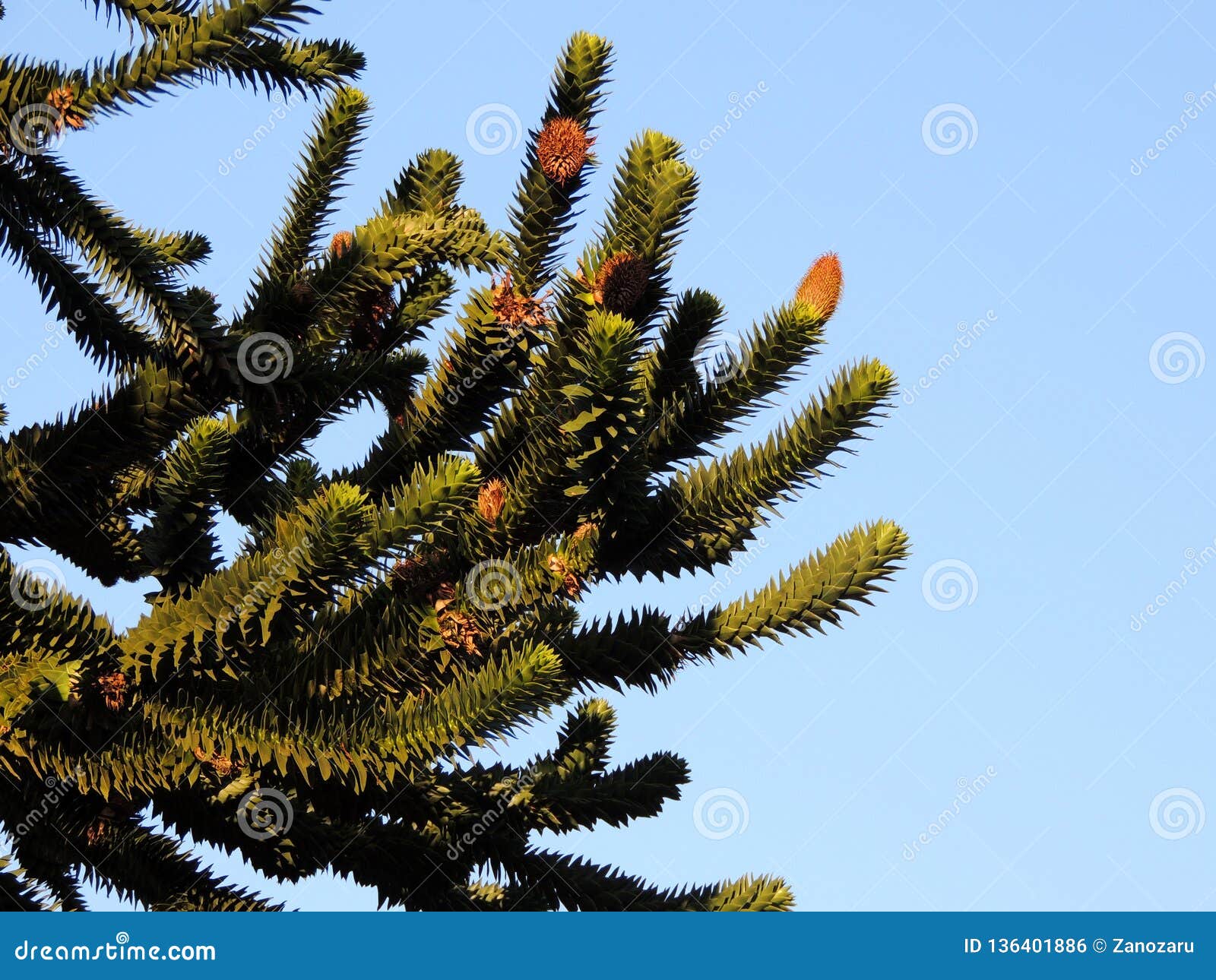 Araucaria Chilena, Araucana De La Araucaria Foto de archivo - Imagen de ...