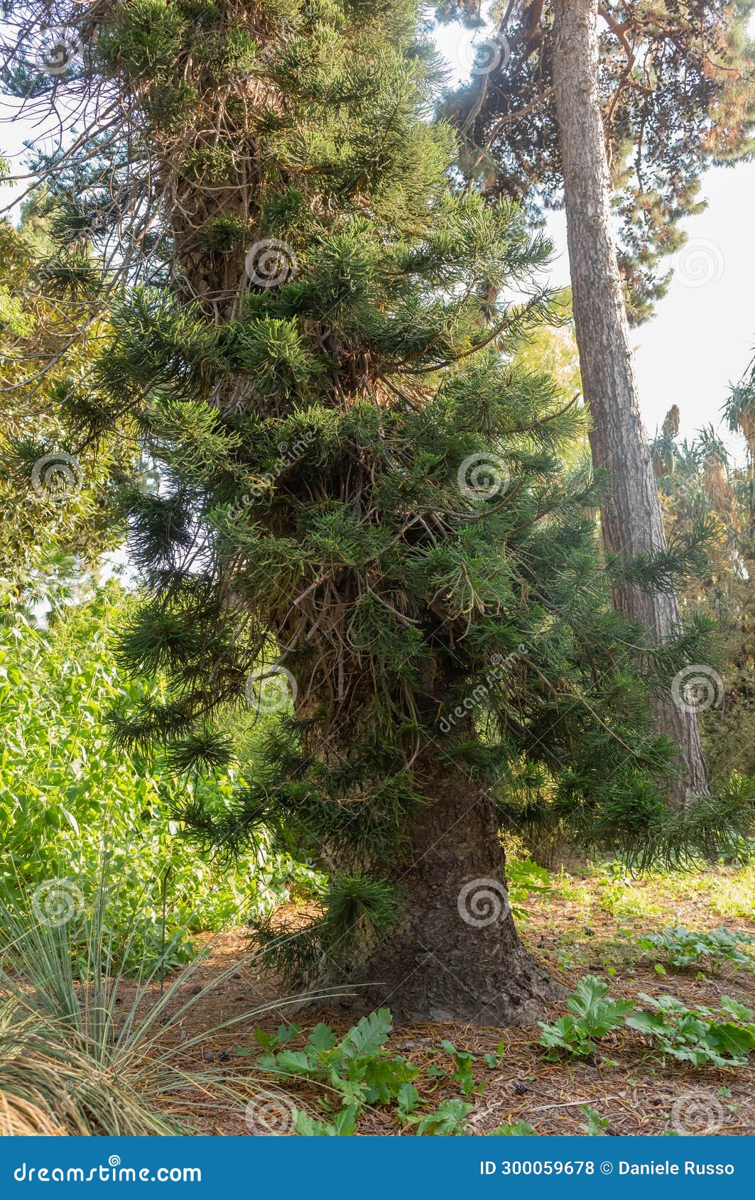 Cook Pine, Coral Reef Araucaria, Araucaria Columnaris, Royalty-Free ...