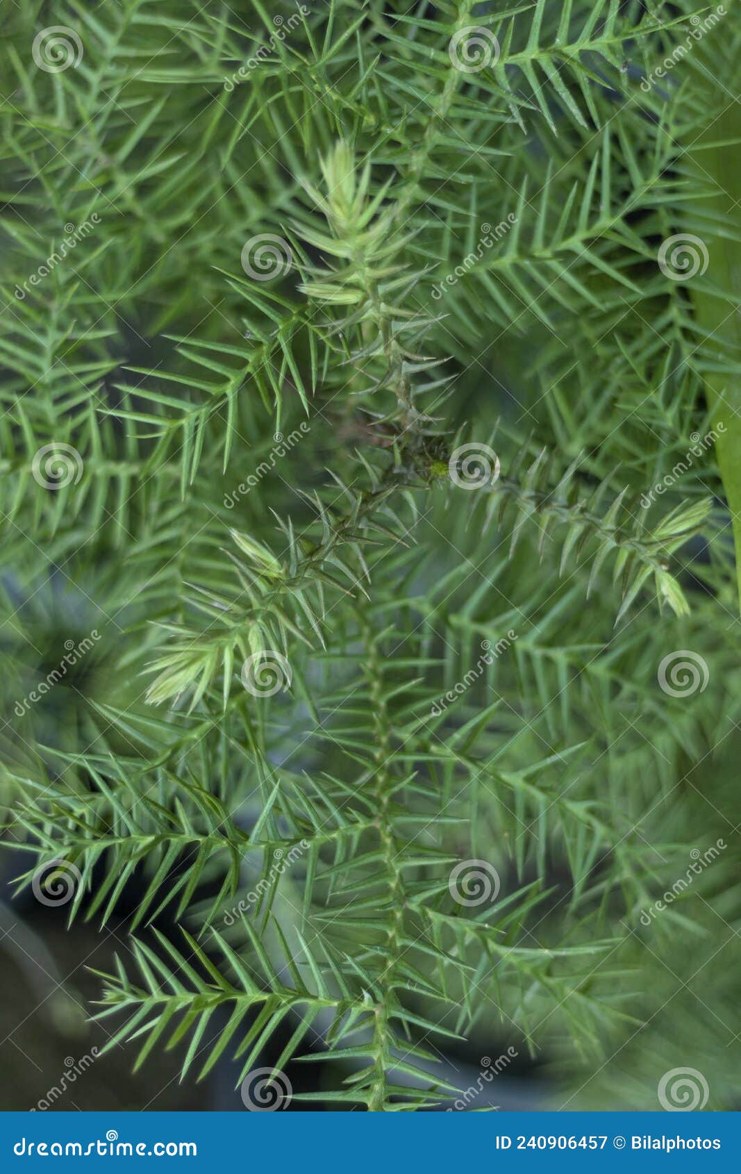 Araucaria Cunninghamii Colonial Pine Tree Stock Image - Image of ...