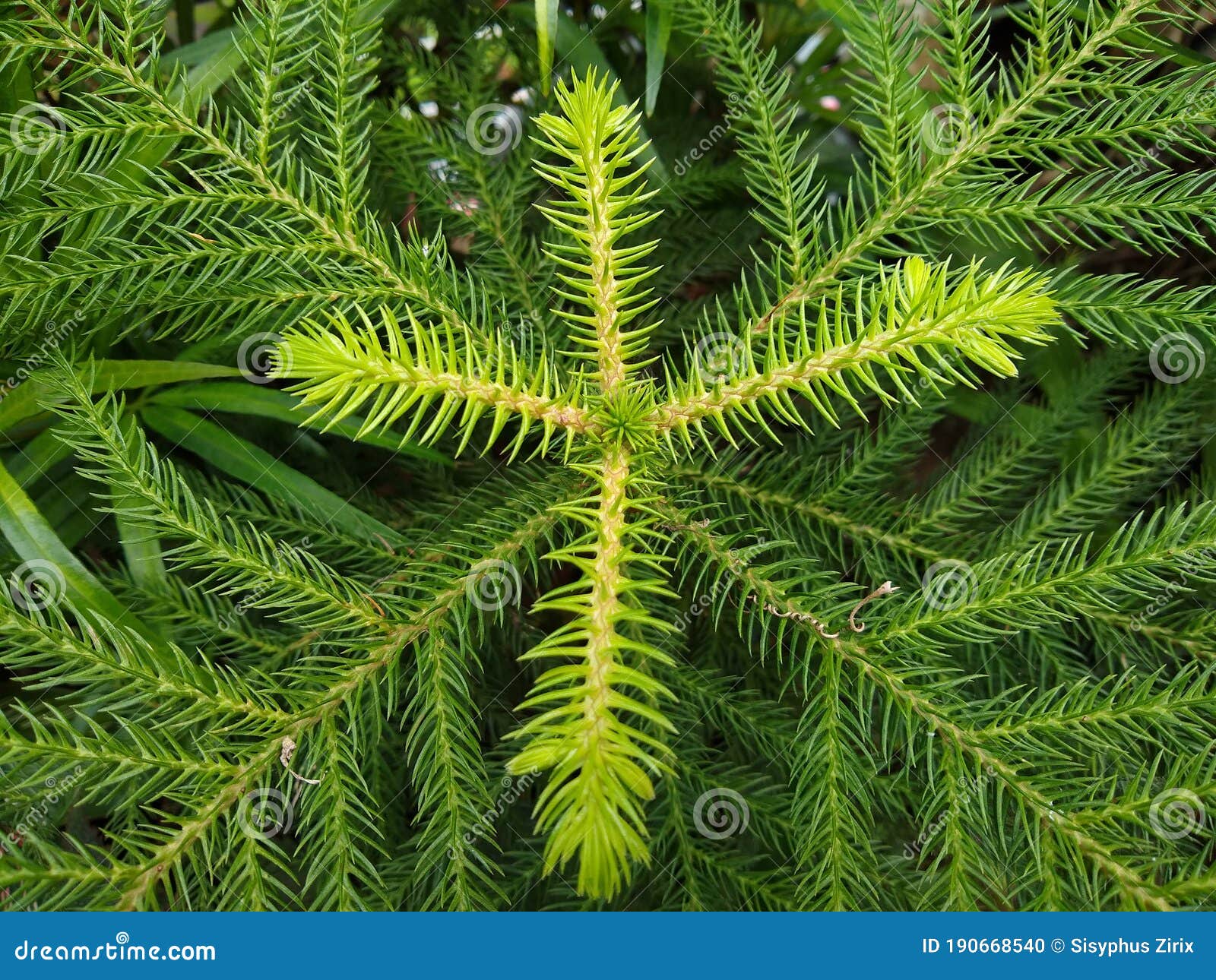 Araucaria Cunninghamii Hoop Pine Leaves Stock Photo - Image of plant ...