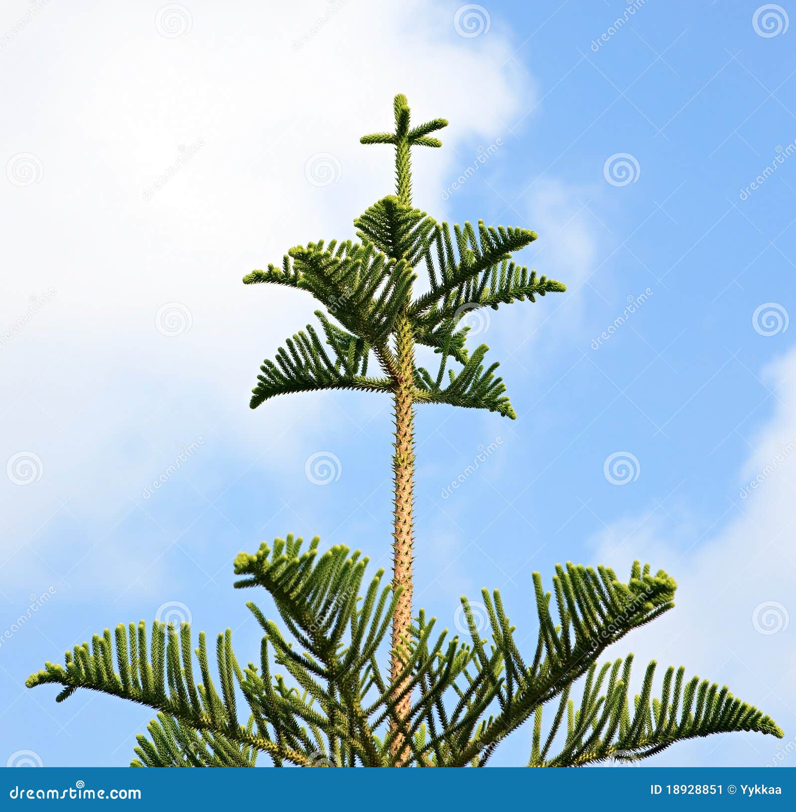 Araucaria excelsa. stock afbeelding. Image of exotisch - 18928851