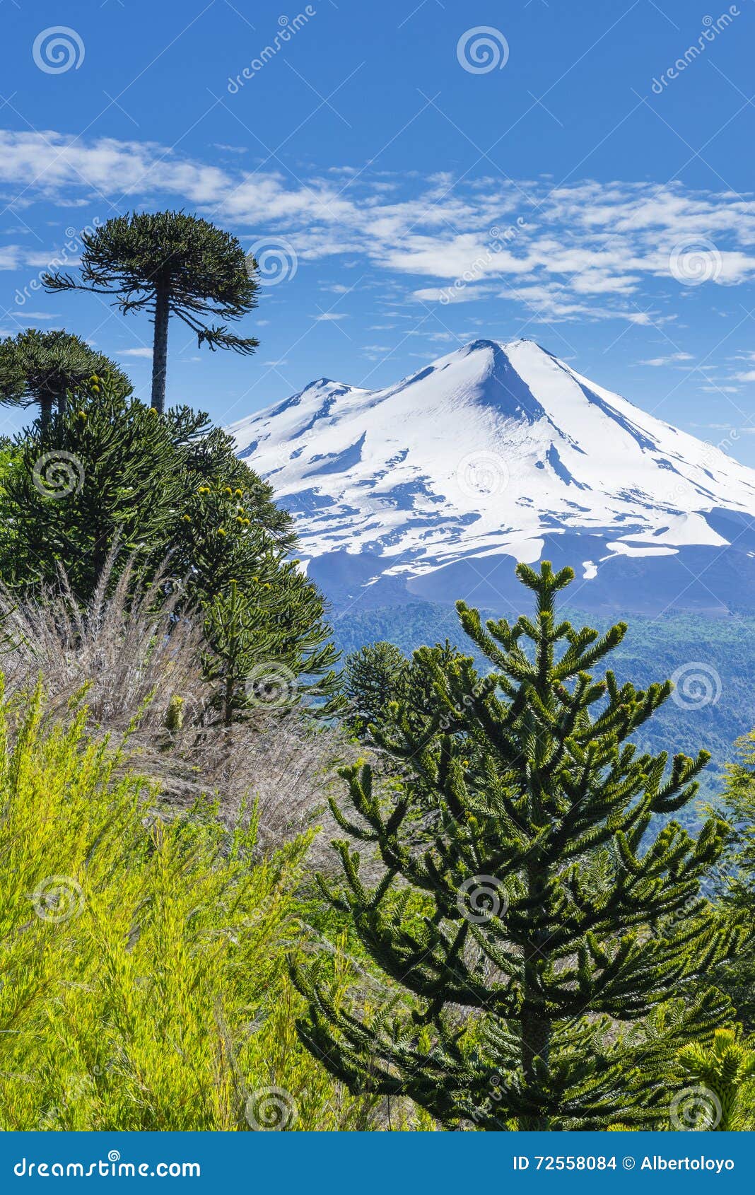 Araucaria Forest In Conguillio National Park, Chile Royalty-Free Stock ...