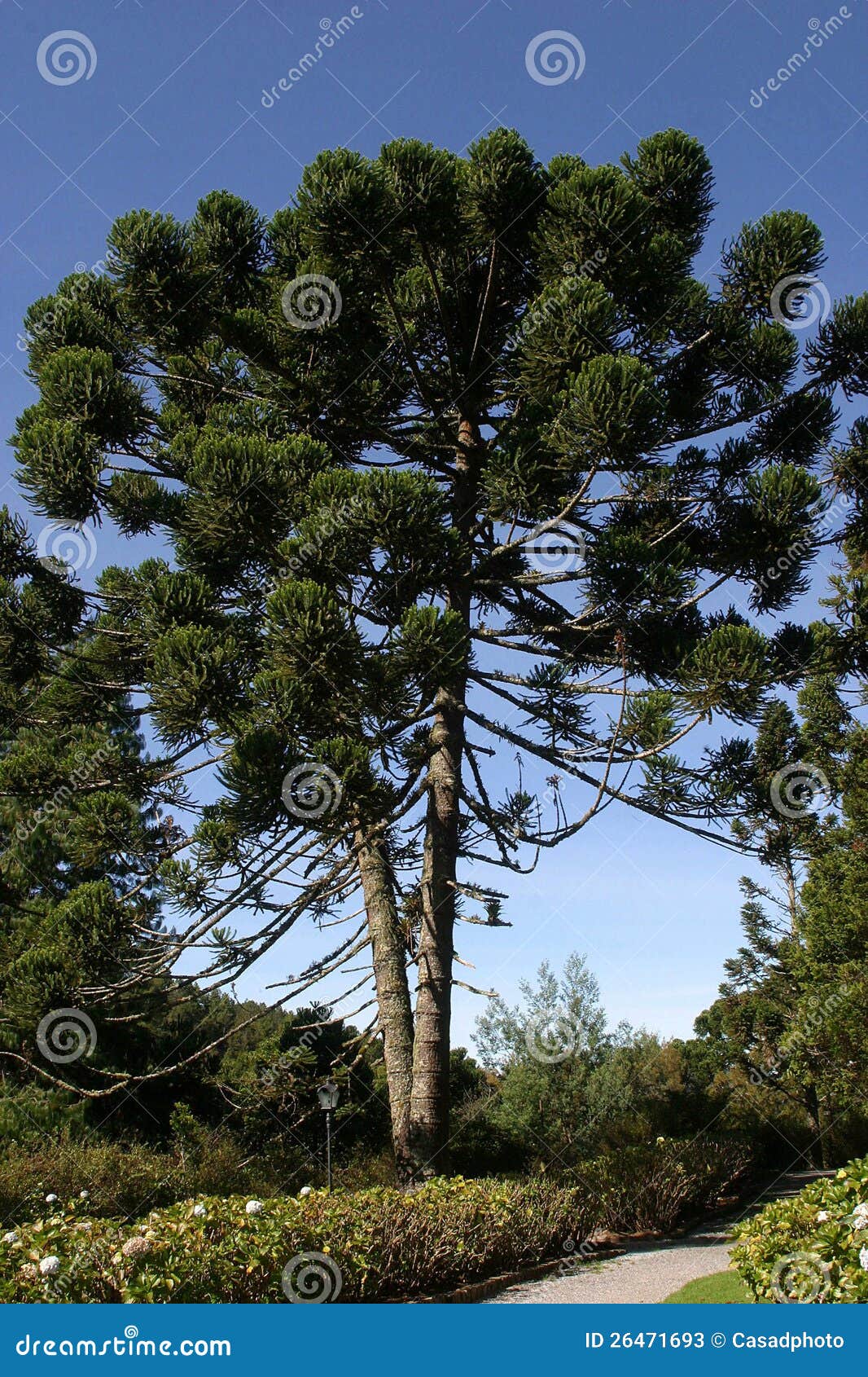 Araucaria pine tree stock image. Image of america, tourism - 26471693