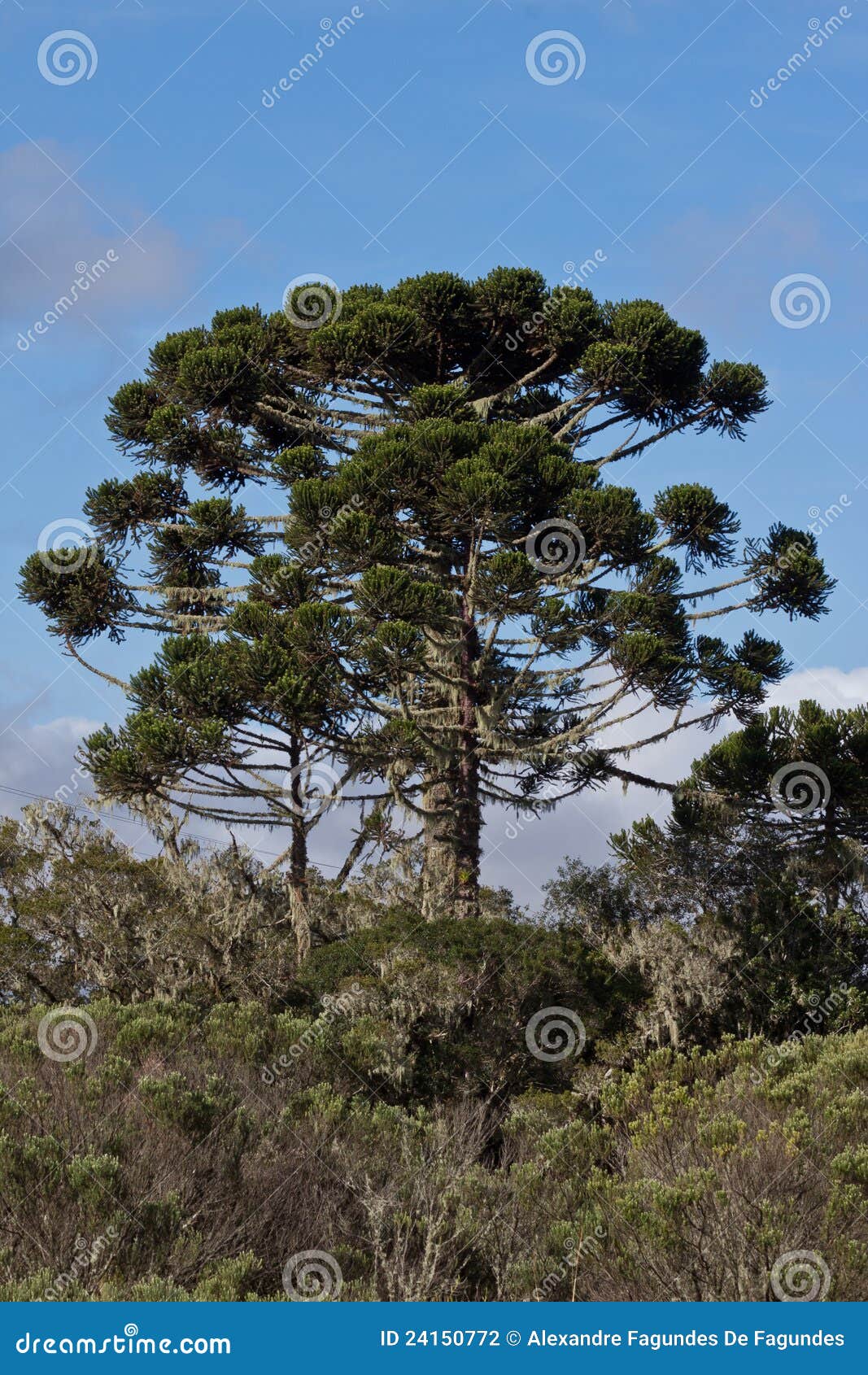 Araucaria Pine Trees stock photo. Image of tree, araucaria - 24150772