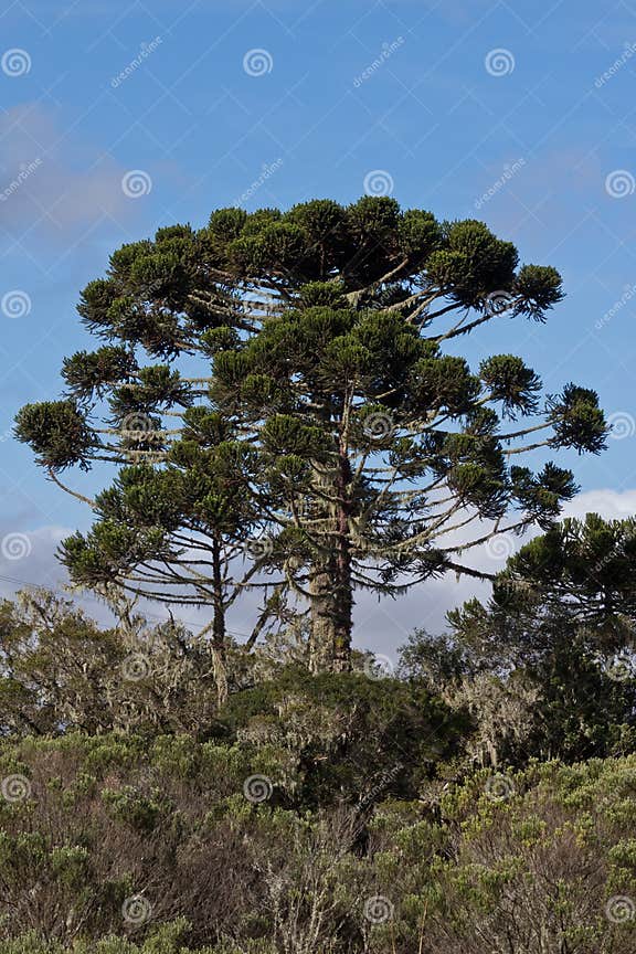 Araucaria Pine Trees stock photo. Image of tree, araucaria - 24150772