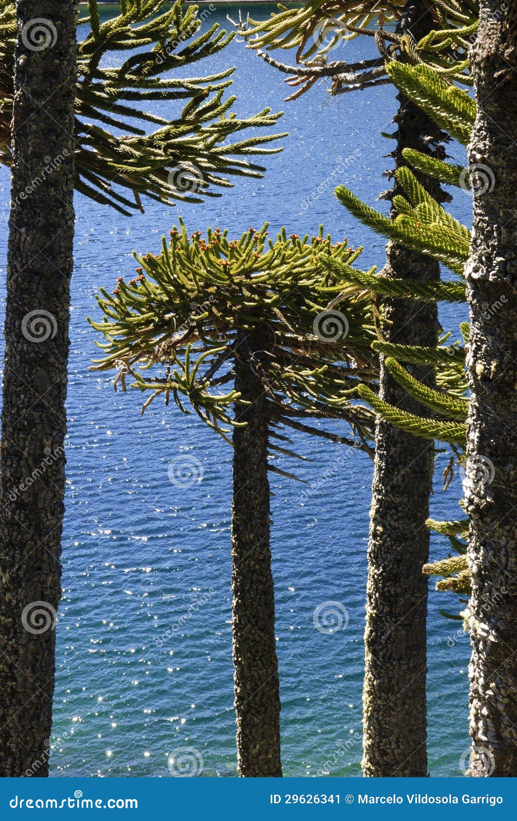 Araucaria tree stock image. Image of liquid, high, mapuche - 29626341