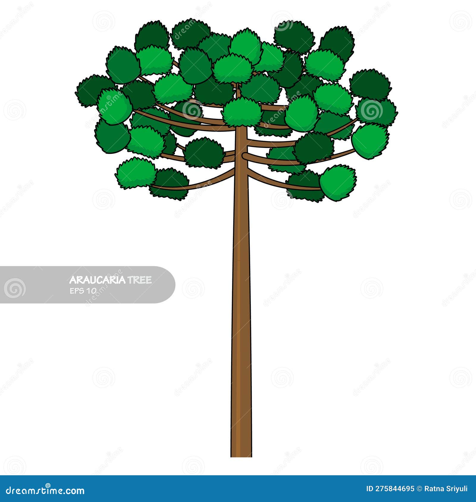 Araucaria Tree Design Vector Flat Isolated Illustration Stock Vector ...
