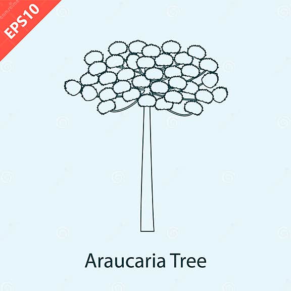 Araucaria Tree Design Vector Flat Isolated on White Background Stock ...