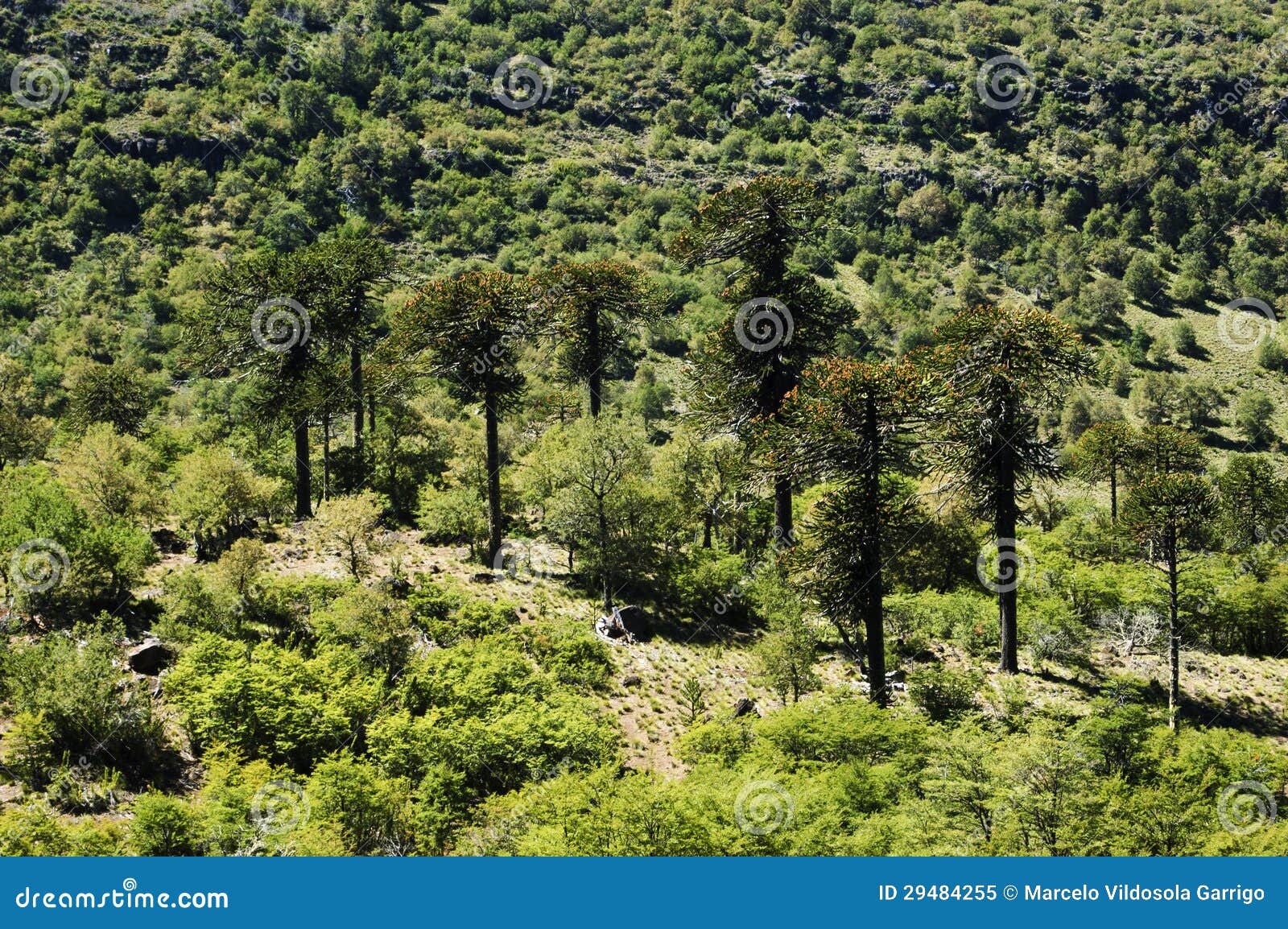 Araucaria trees stock image. Image of araucaria, mountain - 29484255