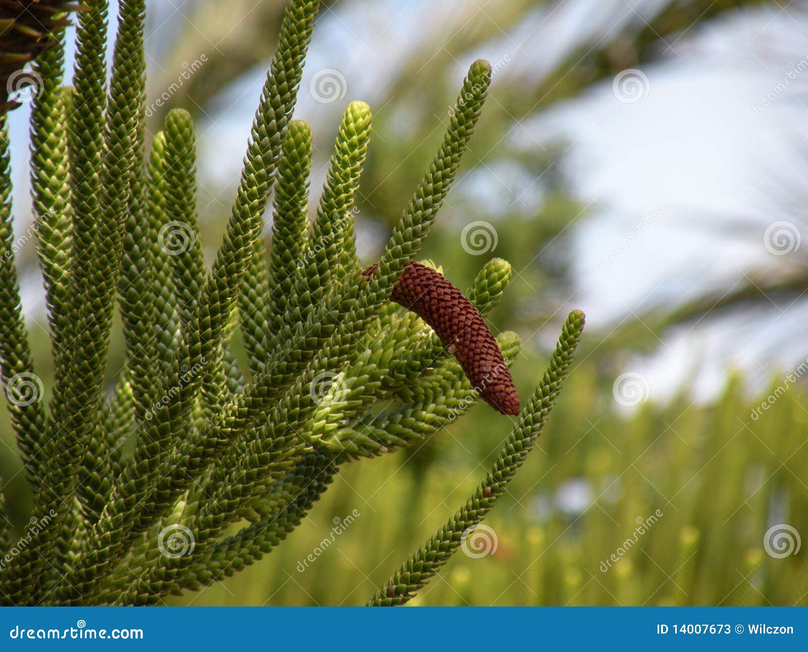 Araucaria - the Type of Coniferous Tree Stock Image - Image of flower ...