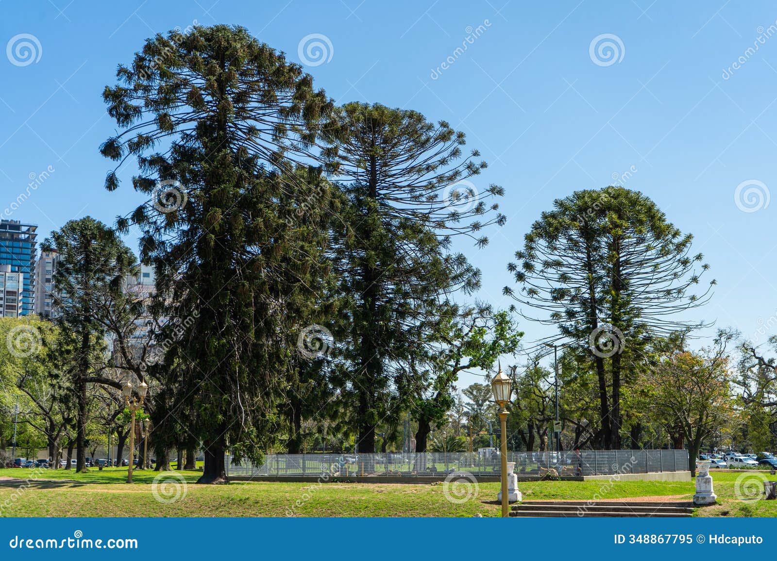 Araucarias or Pehuen Trees in a Square in Buenos Aires. Stock Image ...